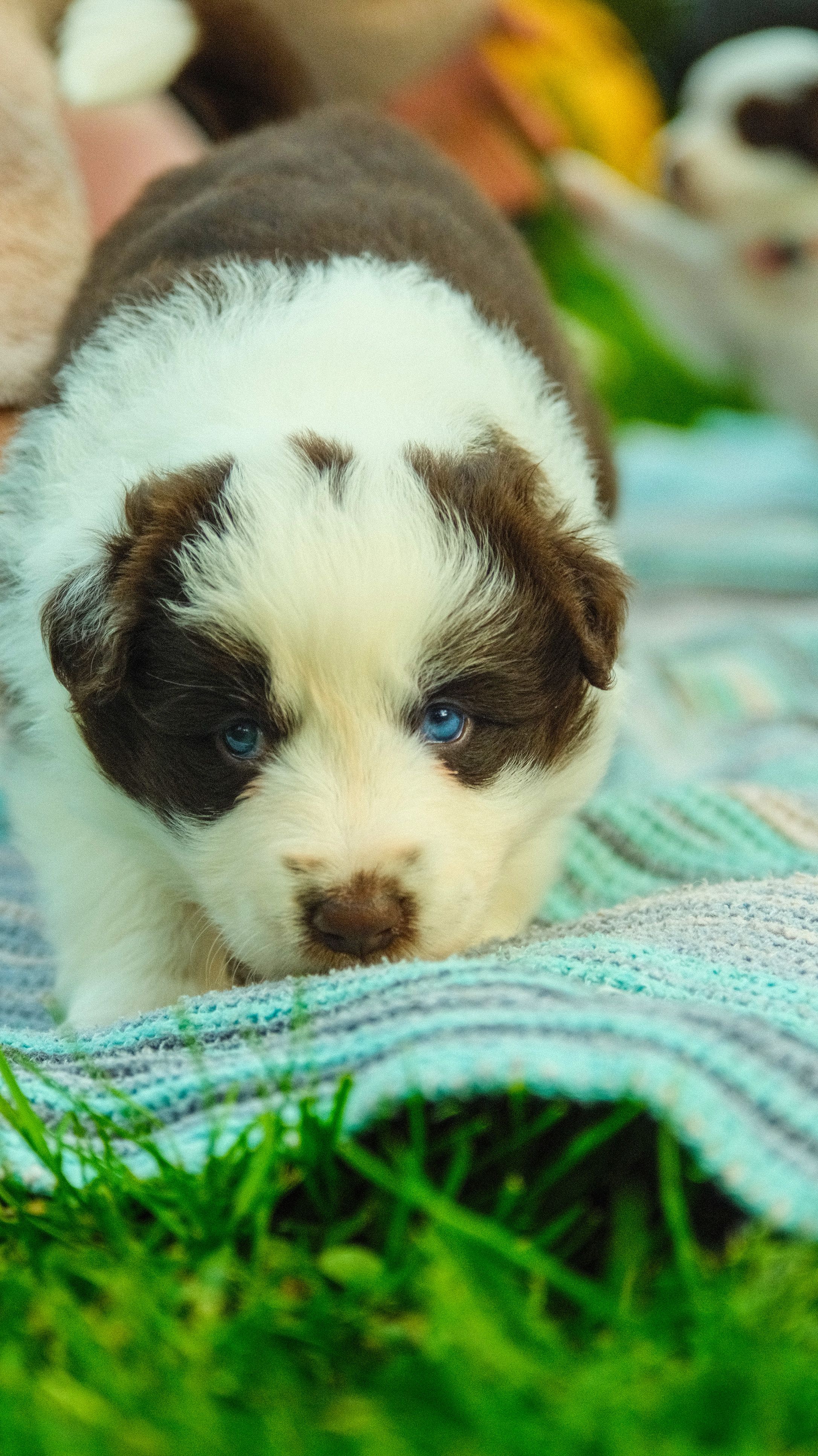 Cute Puppies Pictuers Photos, Download The BEST Free Cute Puppies ...