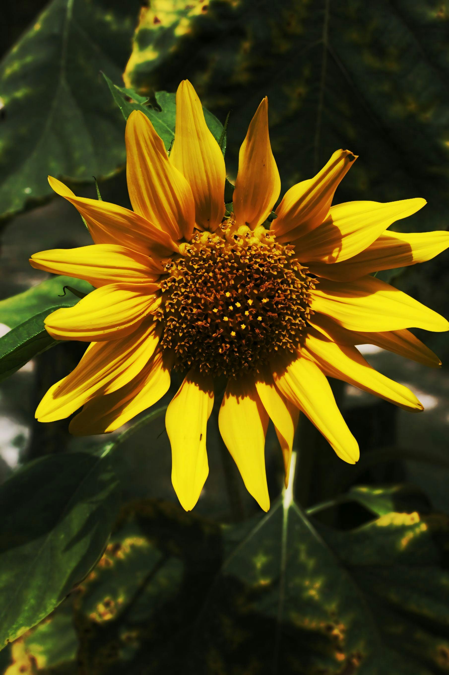 Of Sunflower Photos, Download The BEST Free Of Sunflower Stock Photos ...