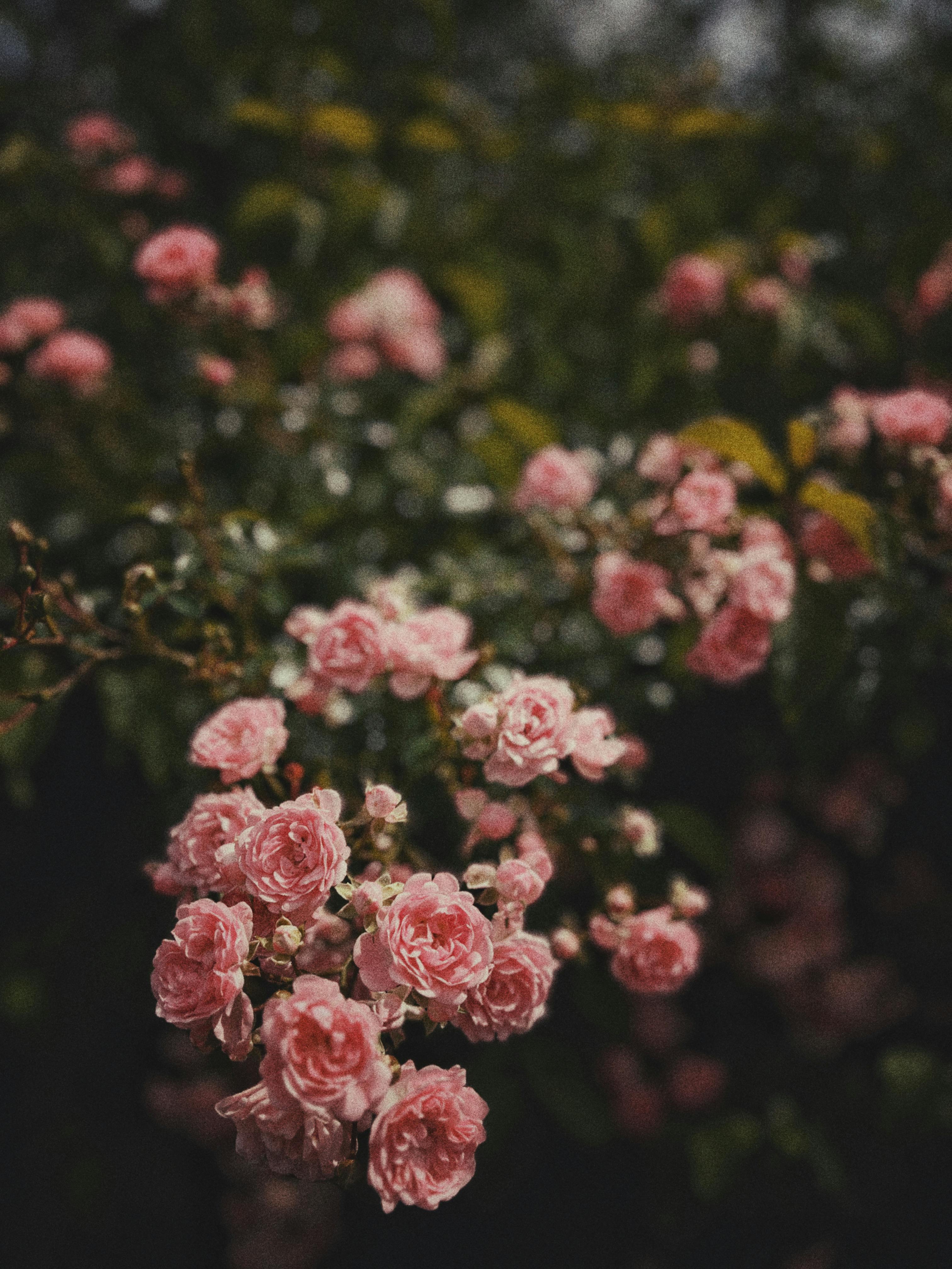 Close-Up of Pink Roses in Bloom Outdoors · Free Stock Photo
