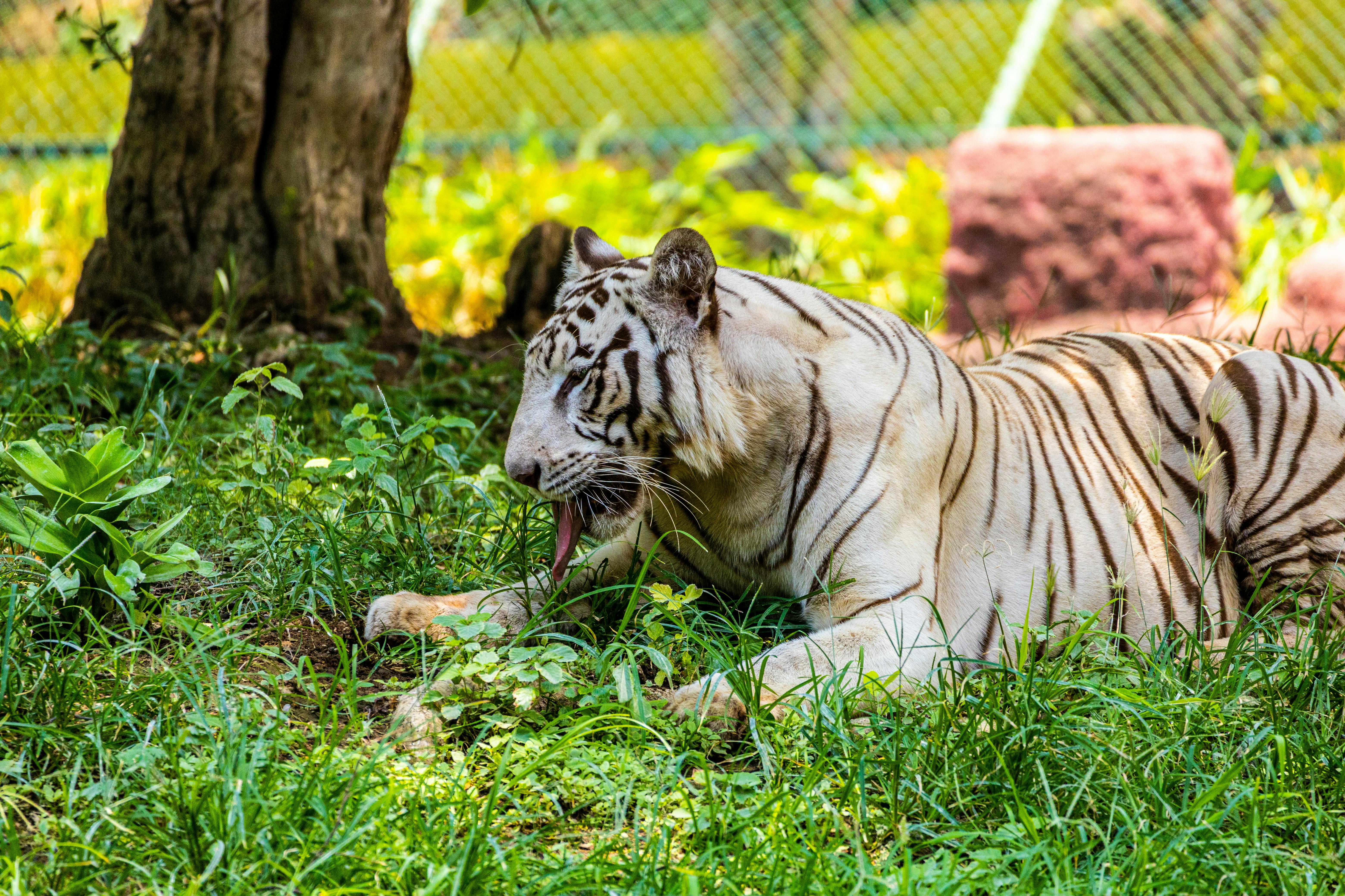 White Tiger Resting in Lush Greenery at Zoo · Free Stock Photo
