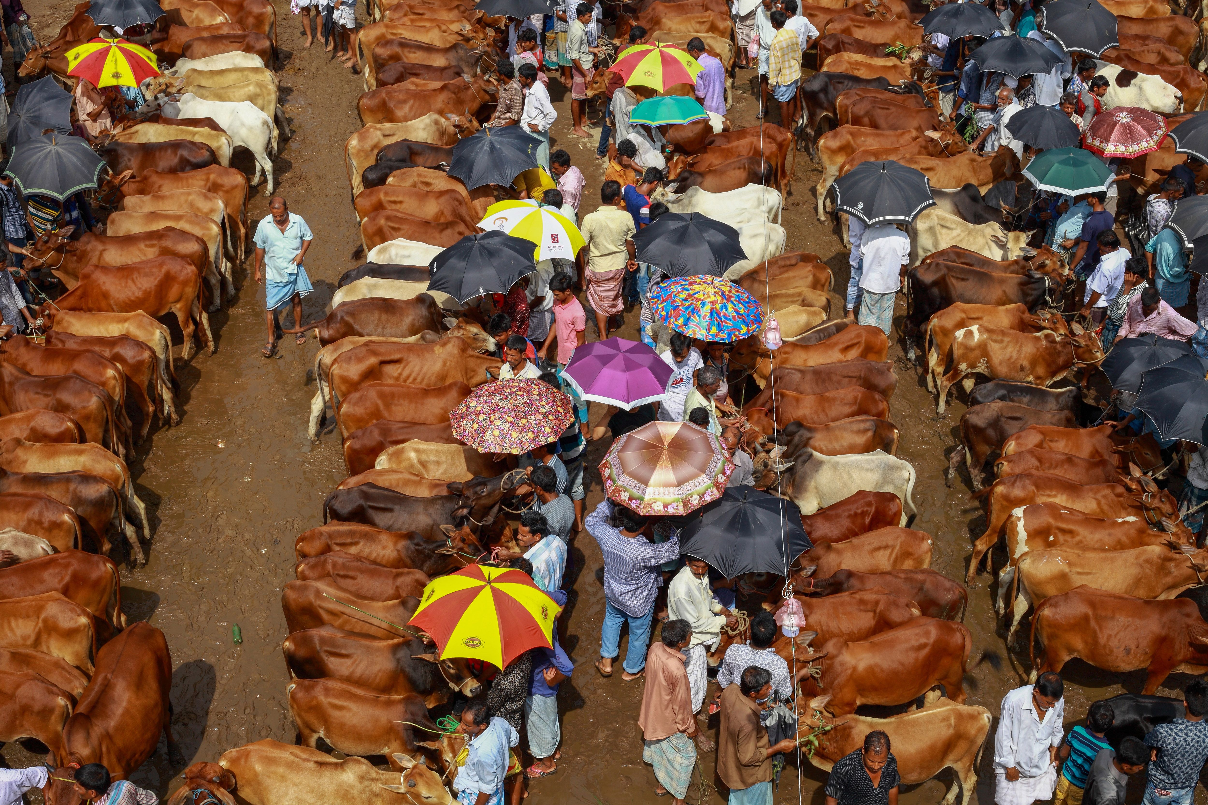 Aerial View of Bustling Cattle Market with Umbrellas · Free Stock Photo