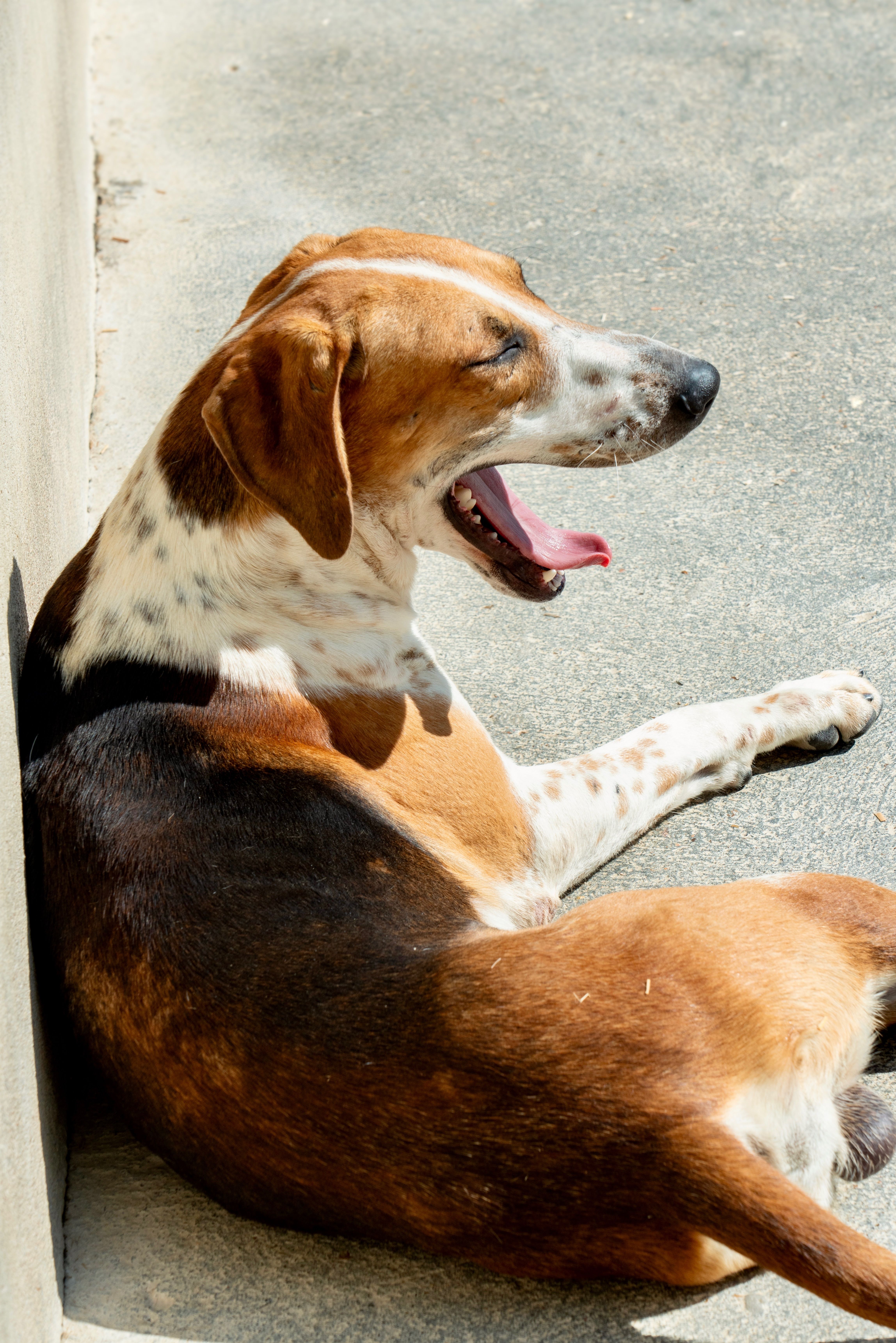 Relaxed Dog Enjoying Sunlight Outdoors · Free Stock Photo