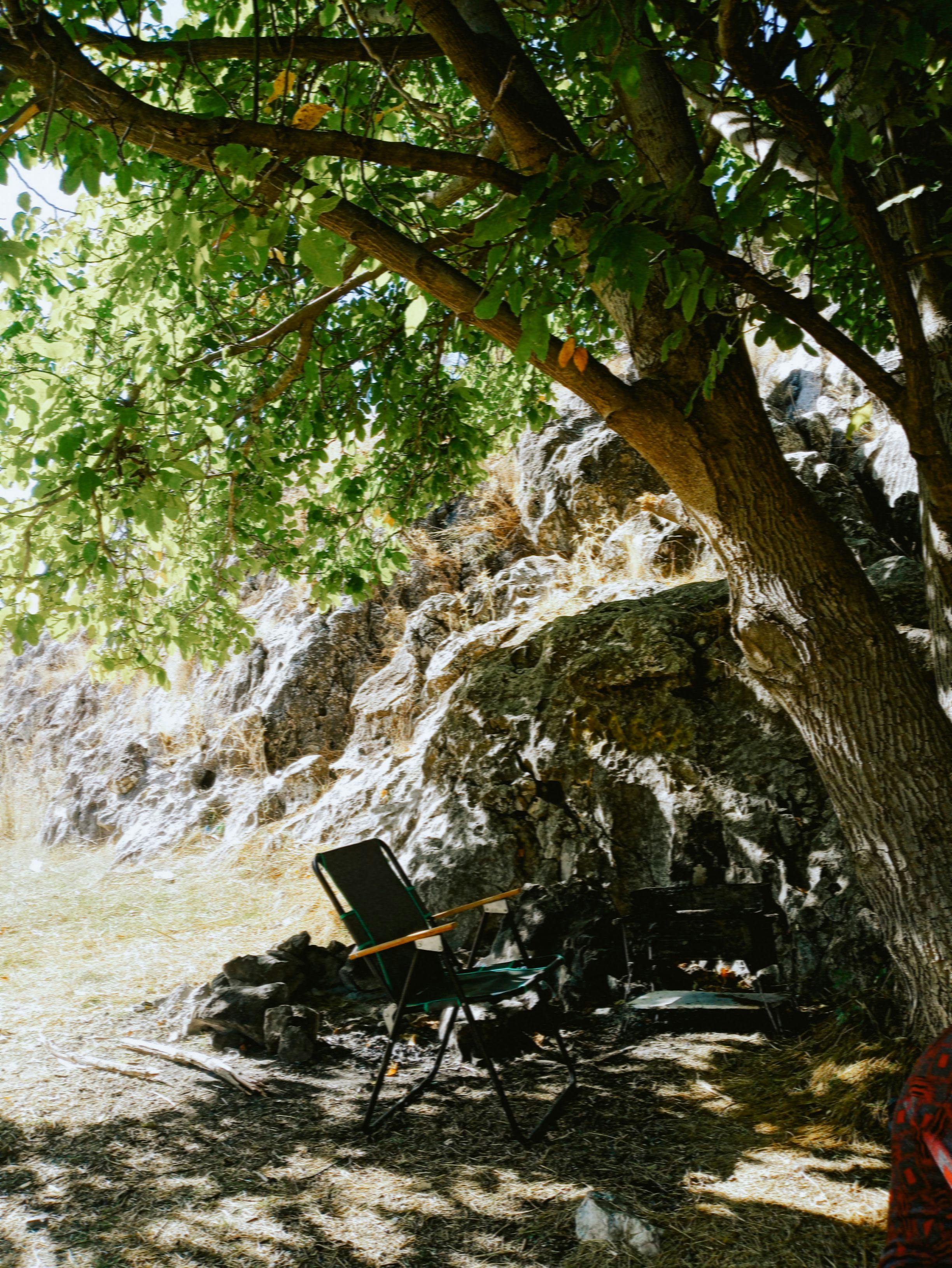 Relaxing Outdoors under a Shady Tree · Free Stock Photo