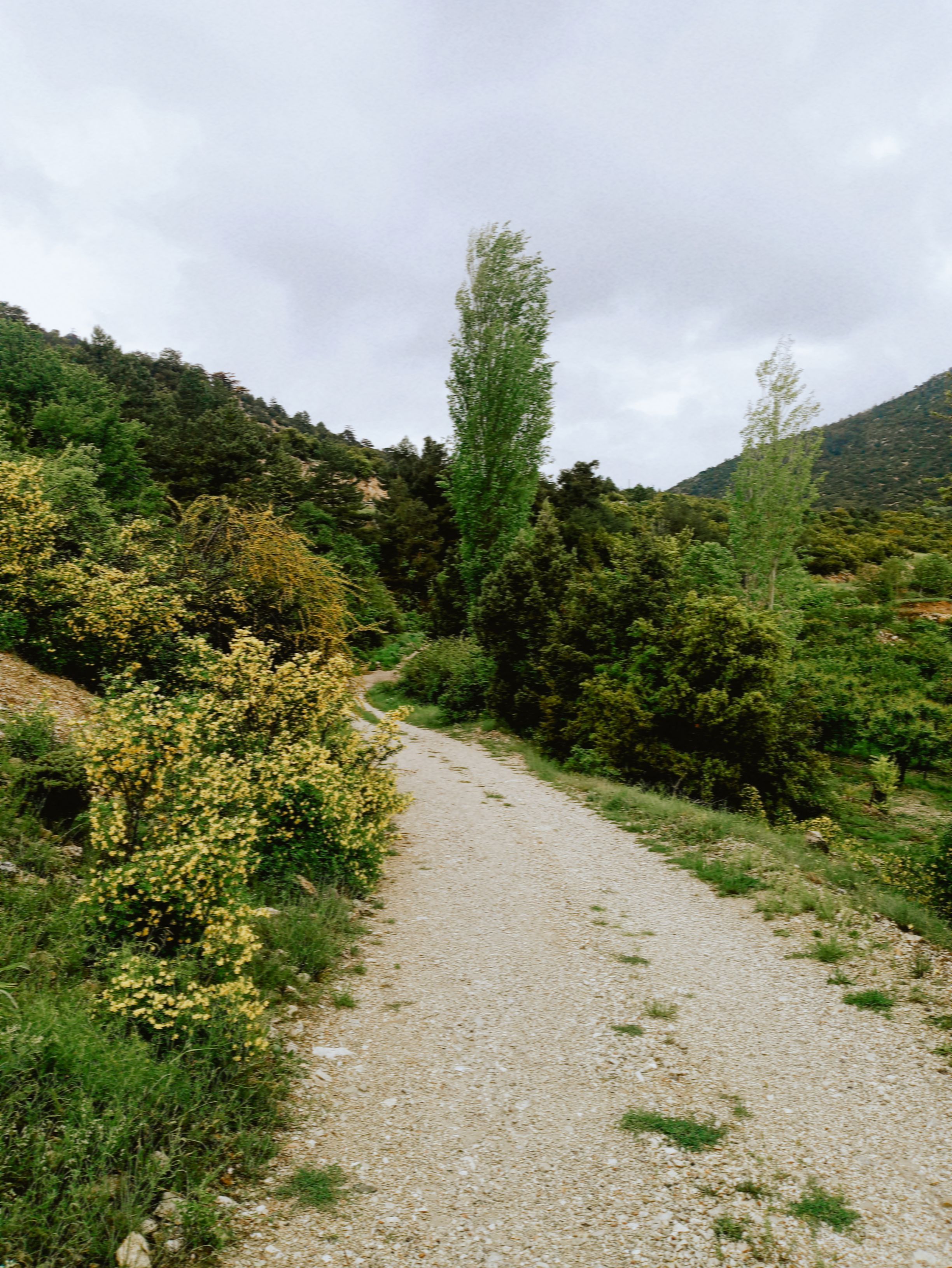 Scenic Countryside Path Through Lush Greenery · Free Stock Photo