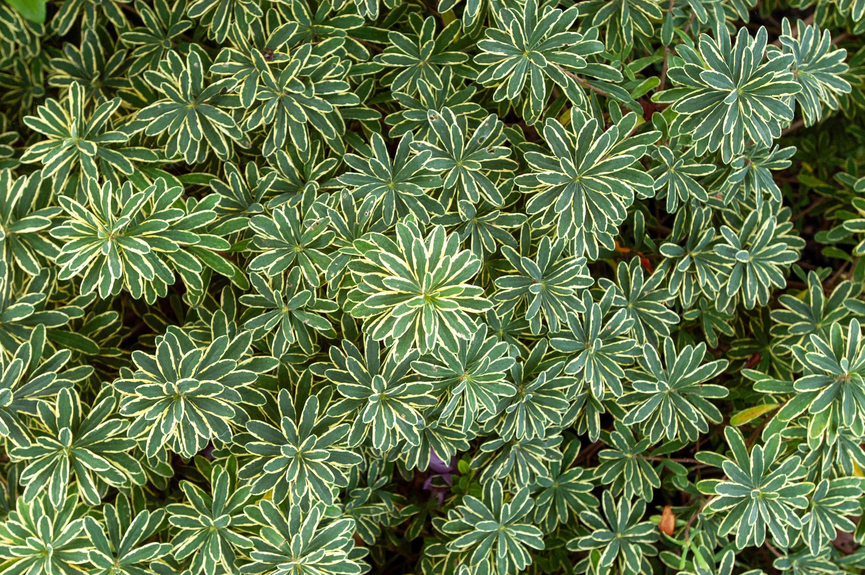Variegated Green Foliage with Symmetrical Leaves · Free Stock Photo