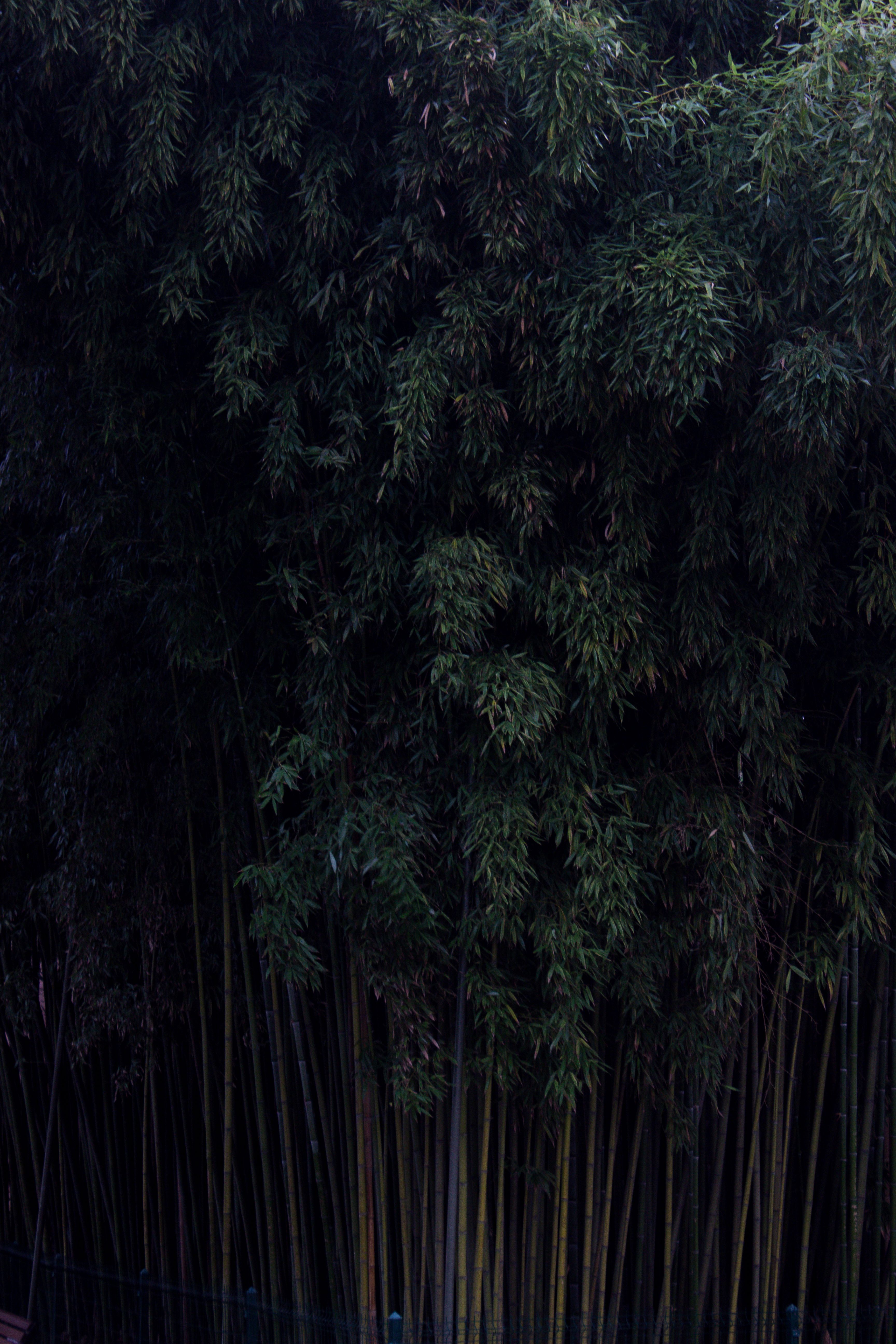 Bamboo Grass · Free Stock Photo