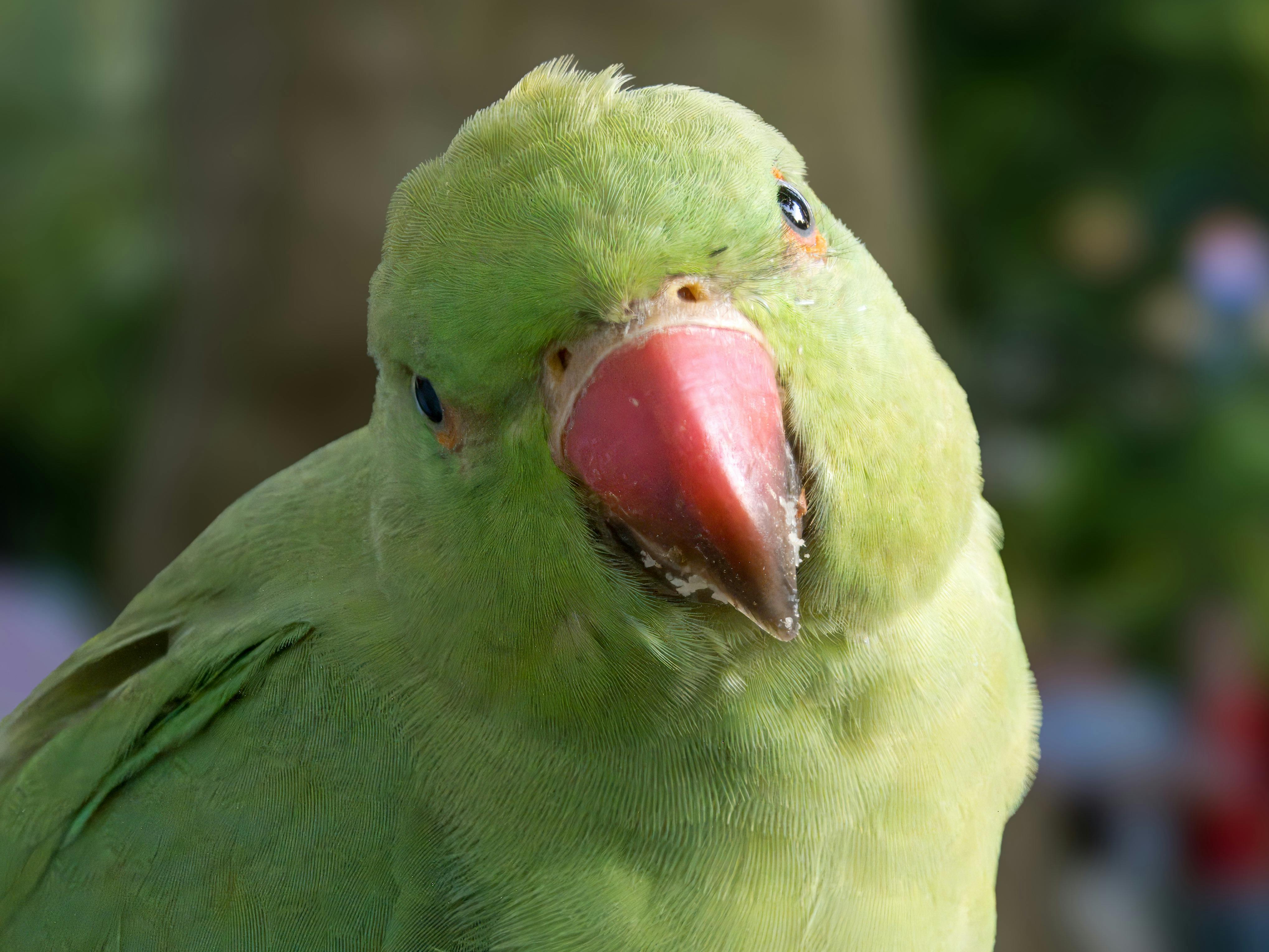 Close-Up of a Green Parrot with Red Beak · Free Stock Photo