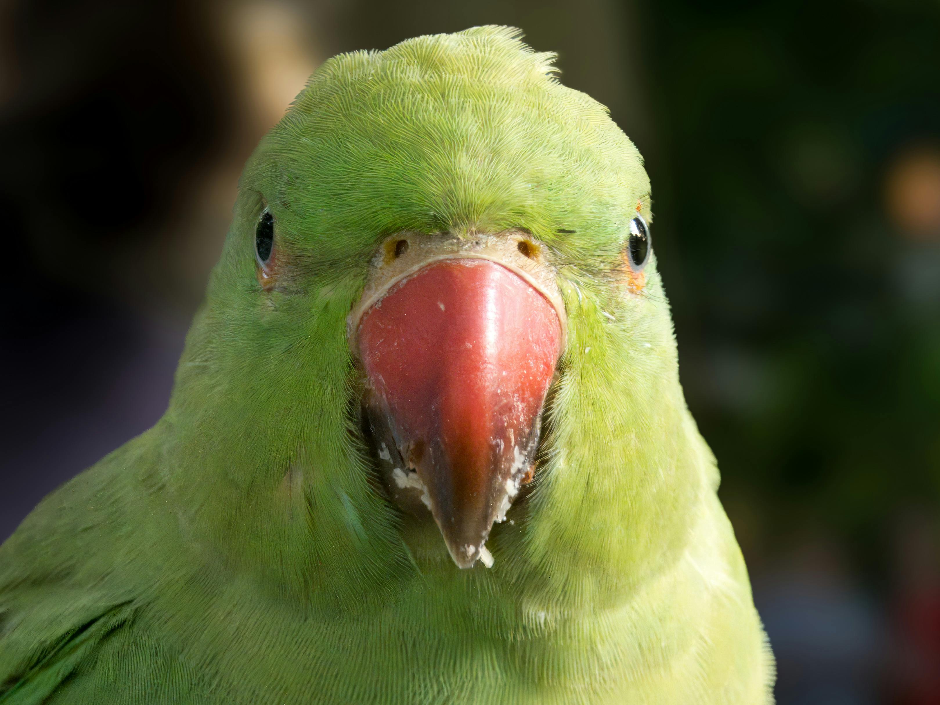 Photo of Parrots · Free Stock Photo