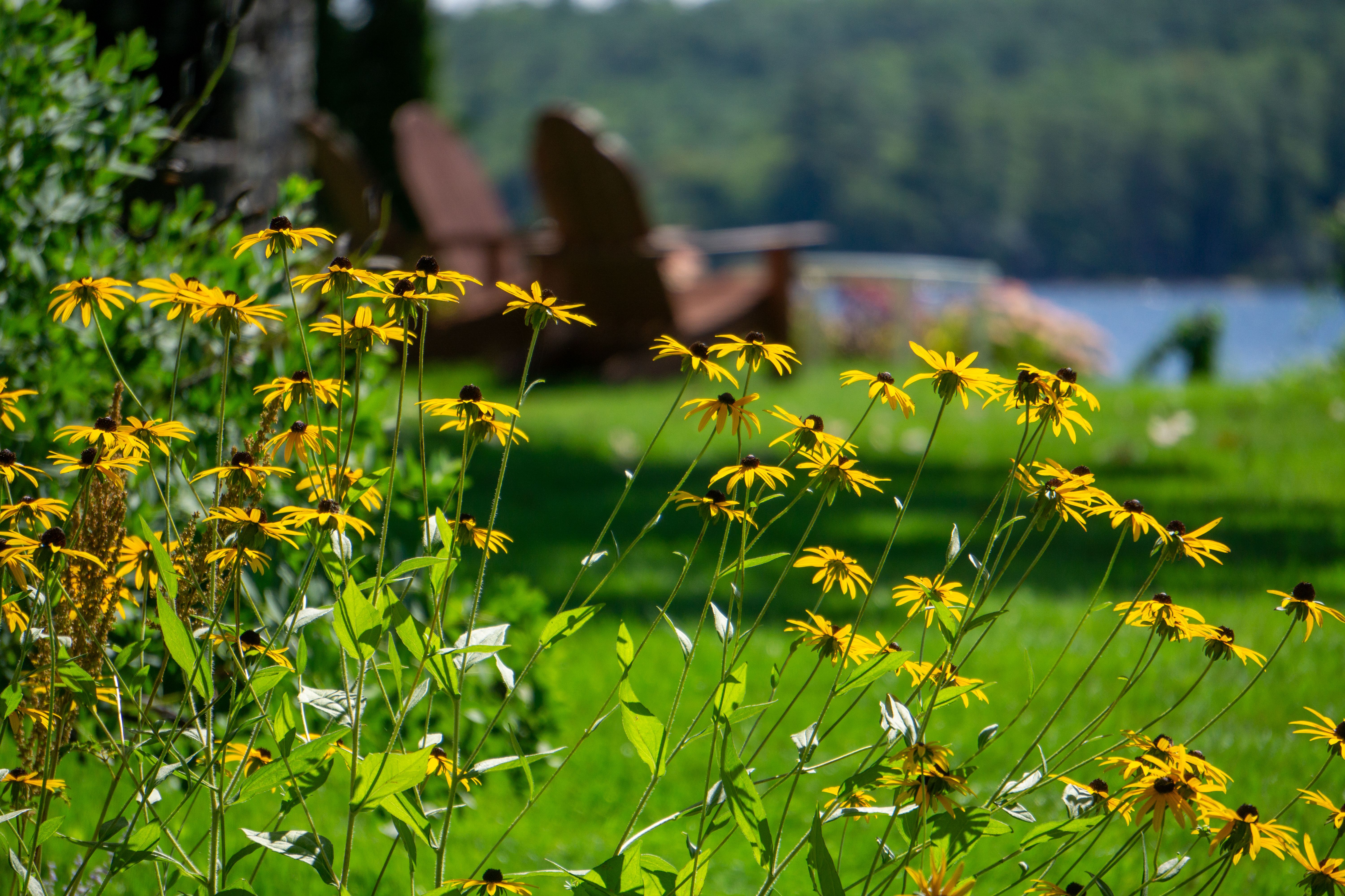 Tranquil lakeside garden with blooming yellow flowers · Free Stock Photo