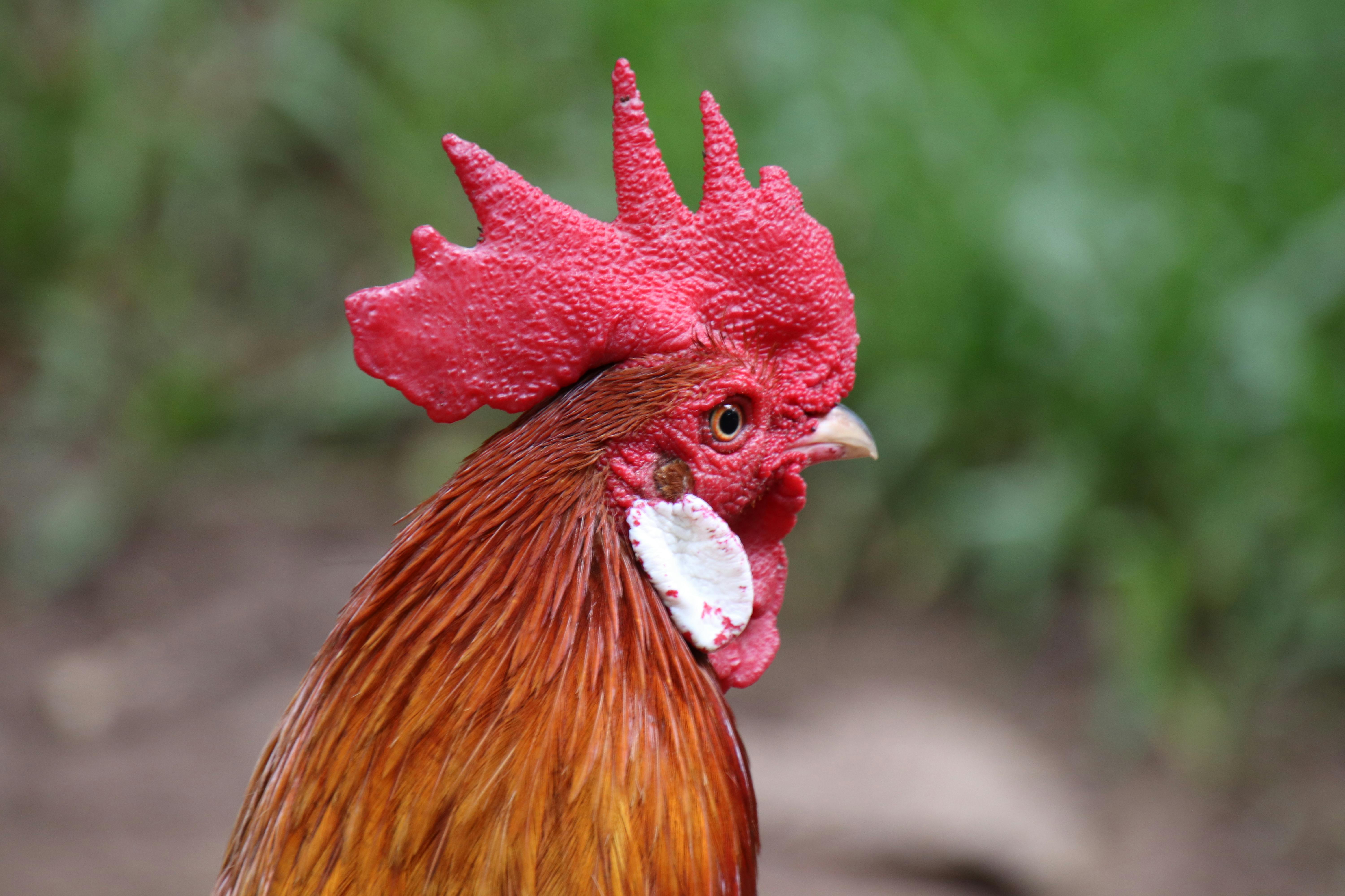 Vivid Close-Up of a Rooster in Profile · Free Stock Photo