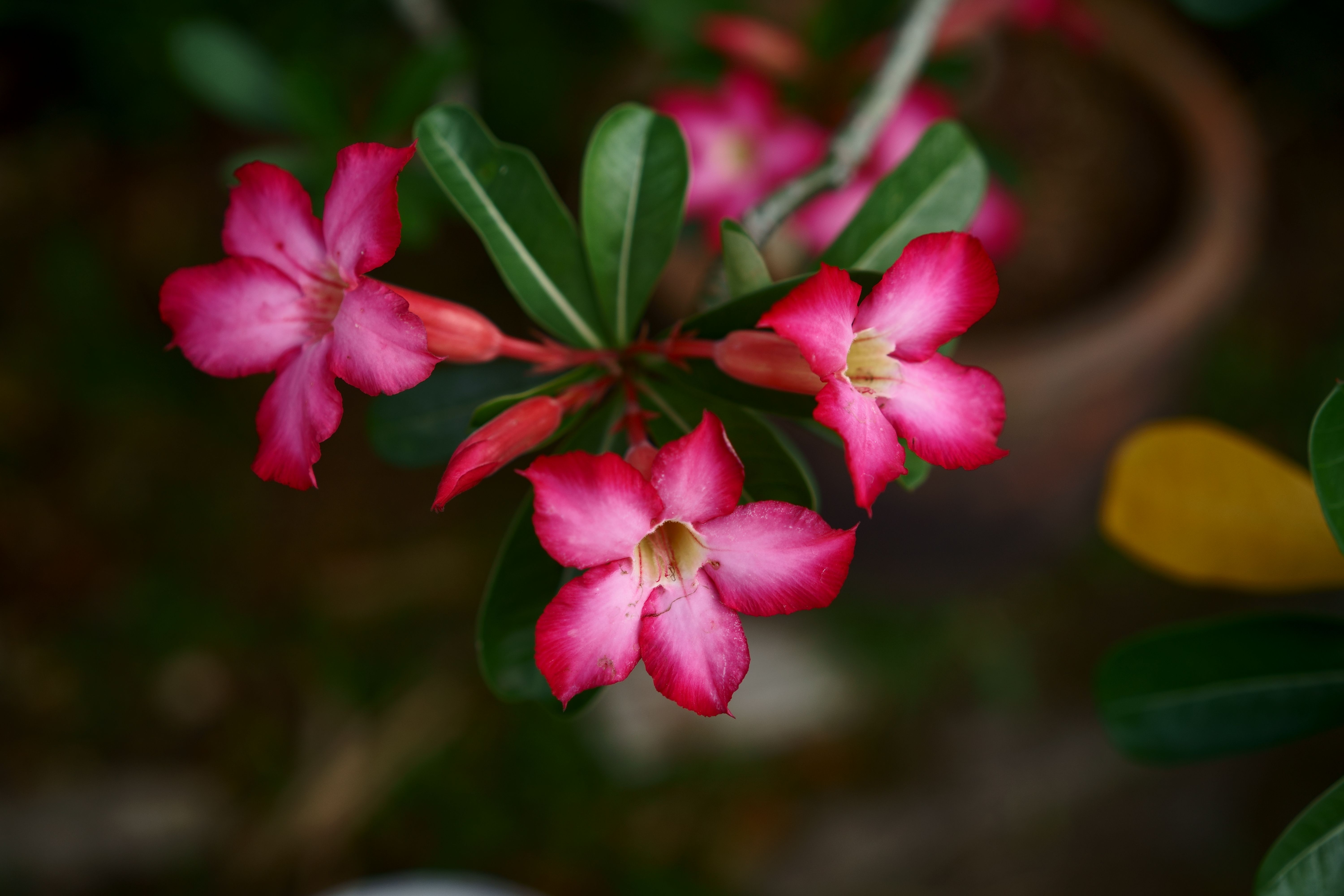 Close-Up of Vibrant Pink Desert Rose Flowers · Free Stock Photo