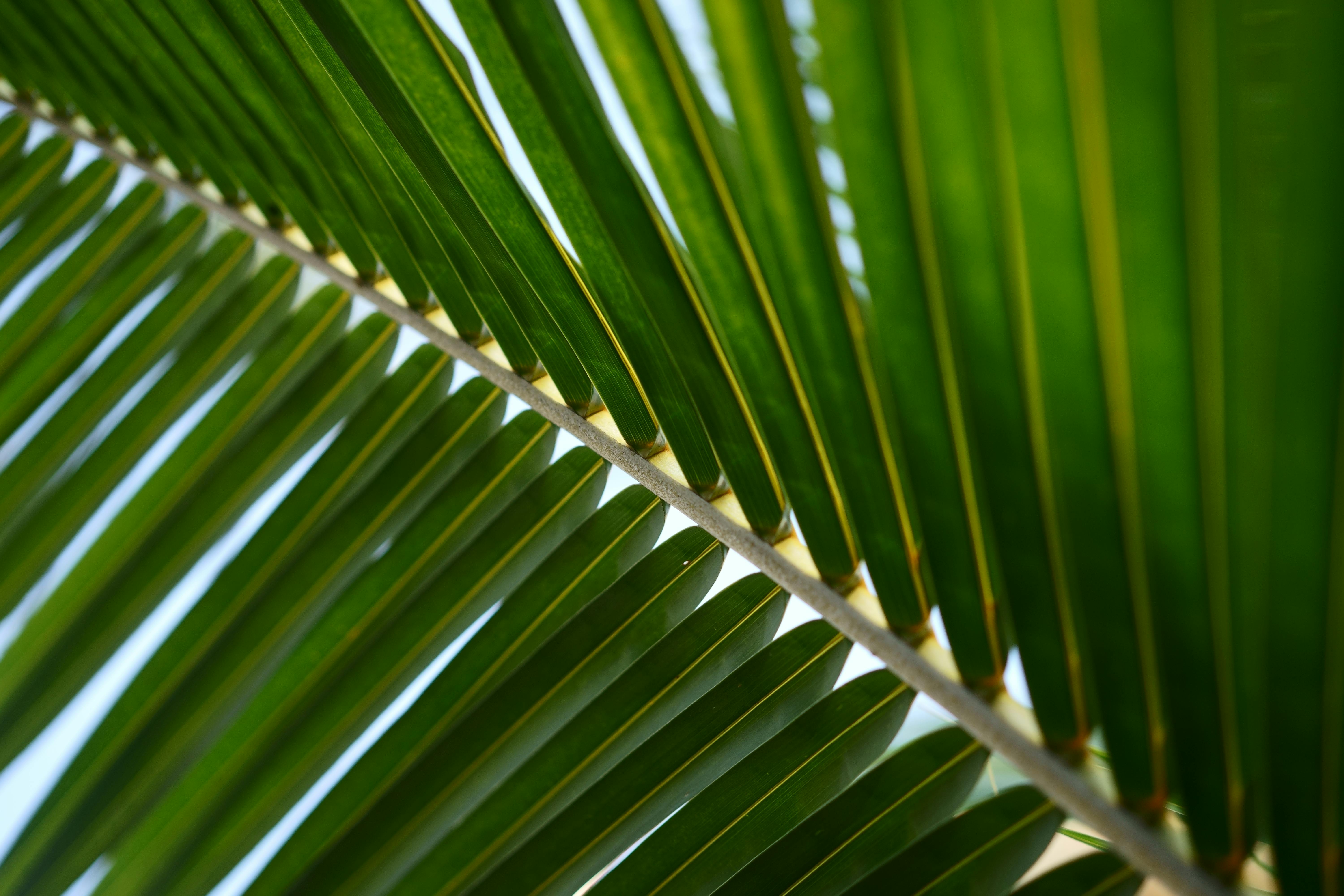 Green Leaves · Free Stock Photo