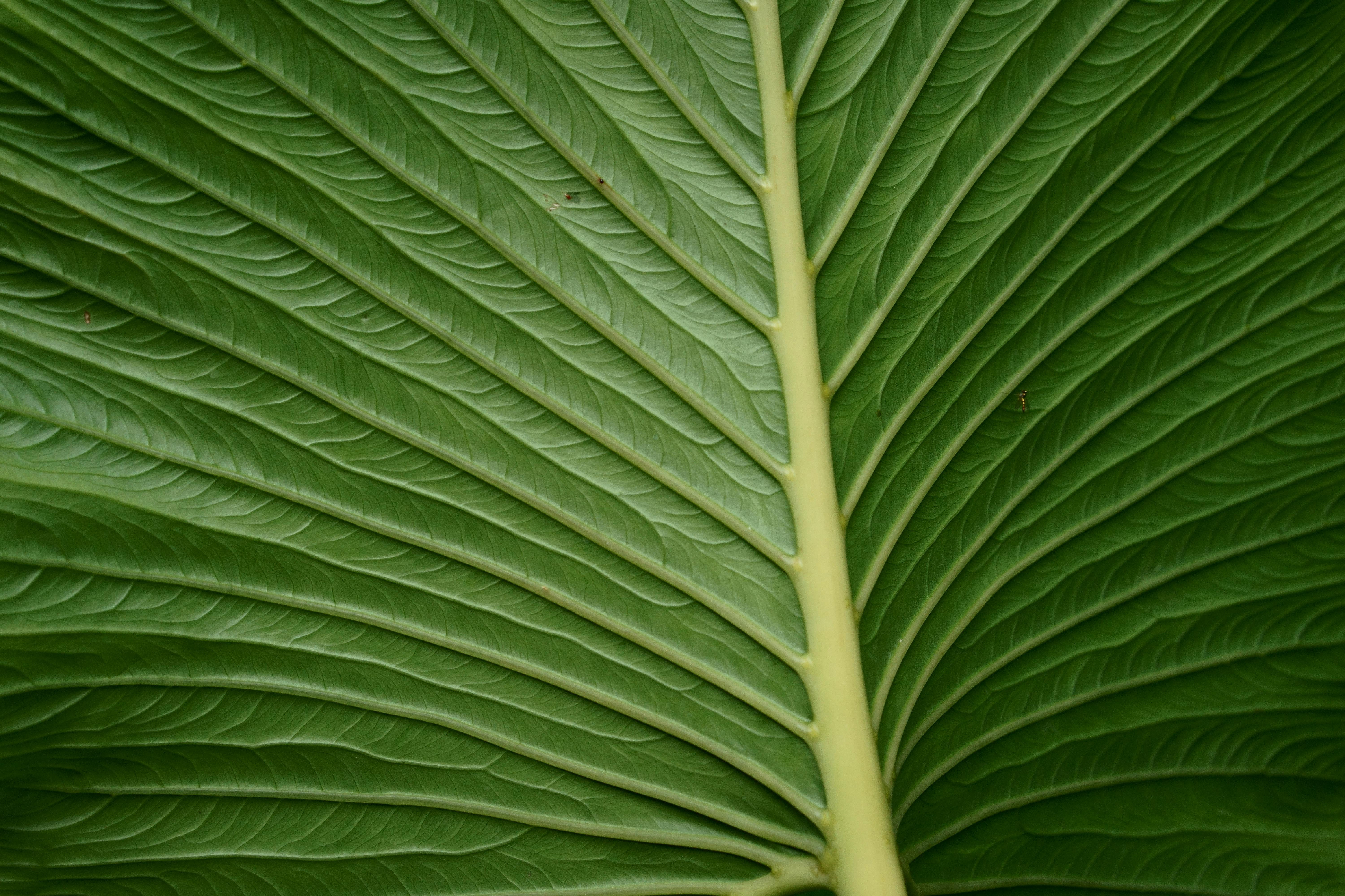 Green Leaf · Free Stock Photo