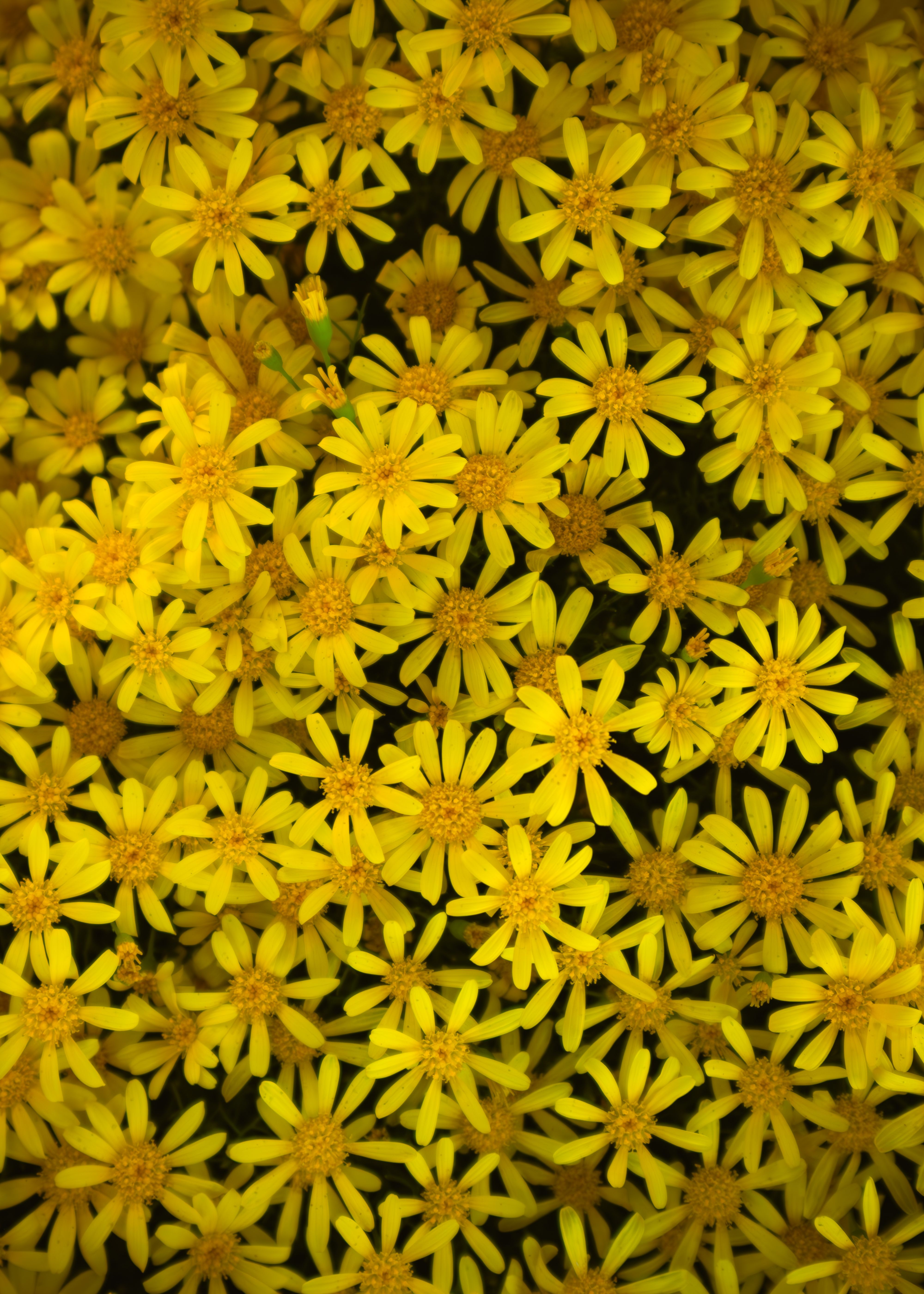 Bright Yellow Wildflowers in Full Bloom · Free Stock Photo