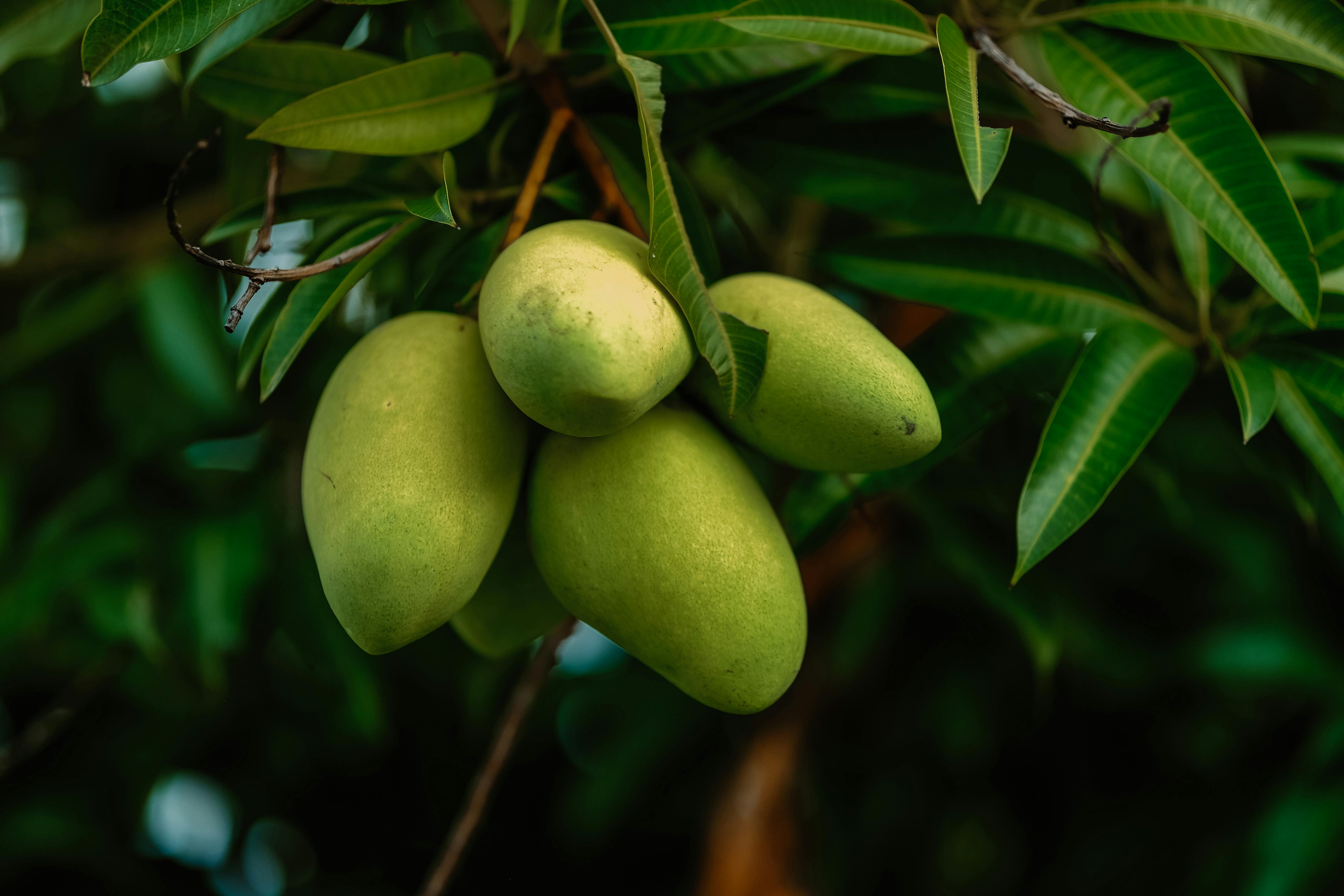 Mangoes Tree With Much Fruit Photos, Download The BEST Free Mangoes ...