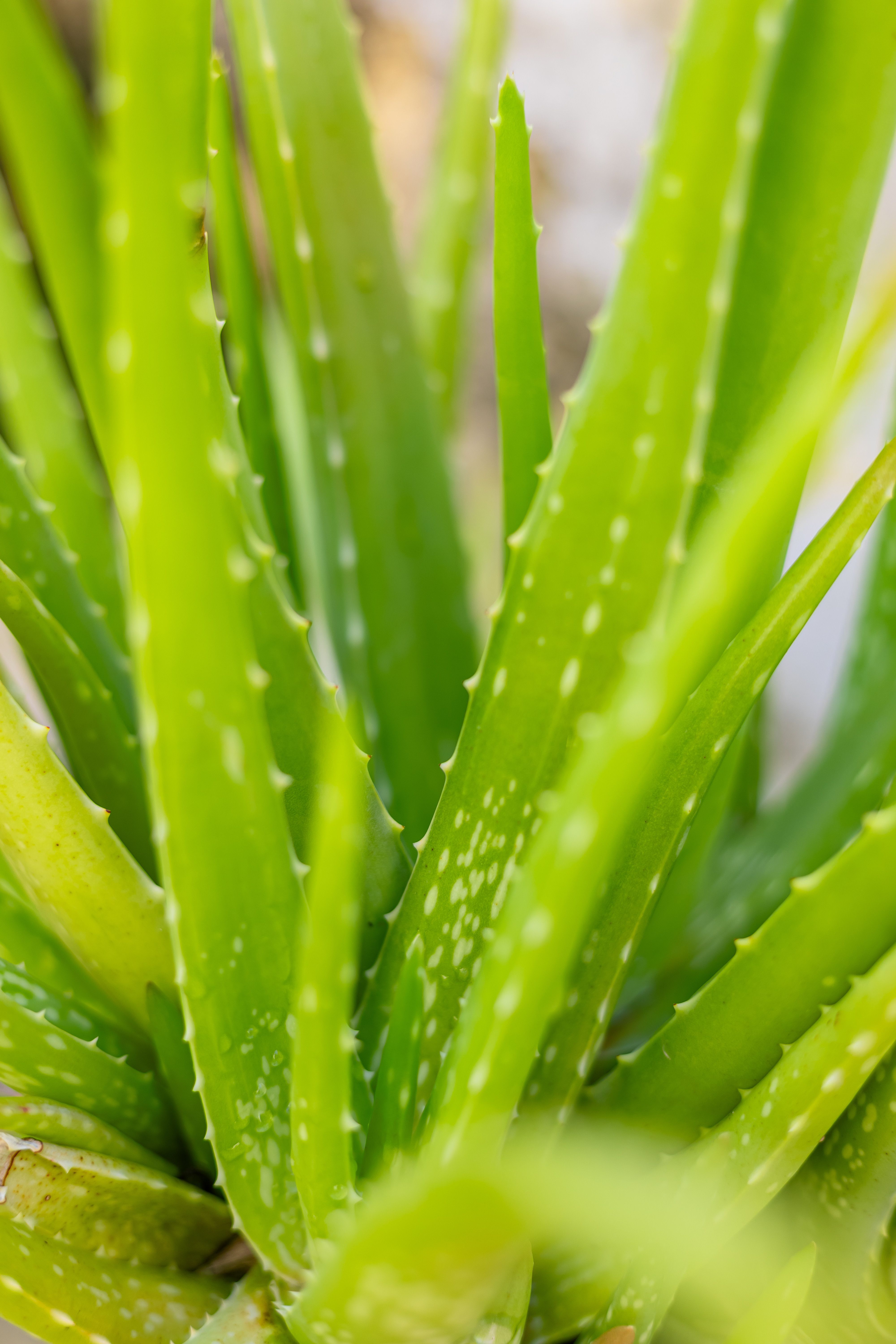 Close-Up of Vibrant Aloe Vera Plant Leaves · Free Stock Photo