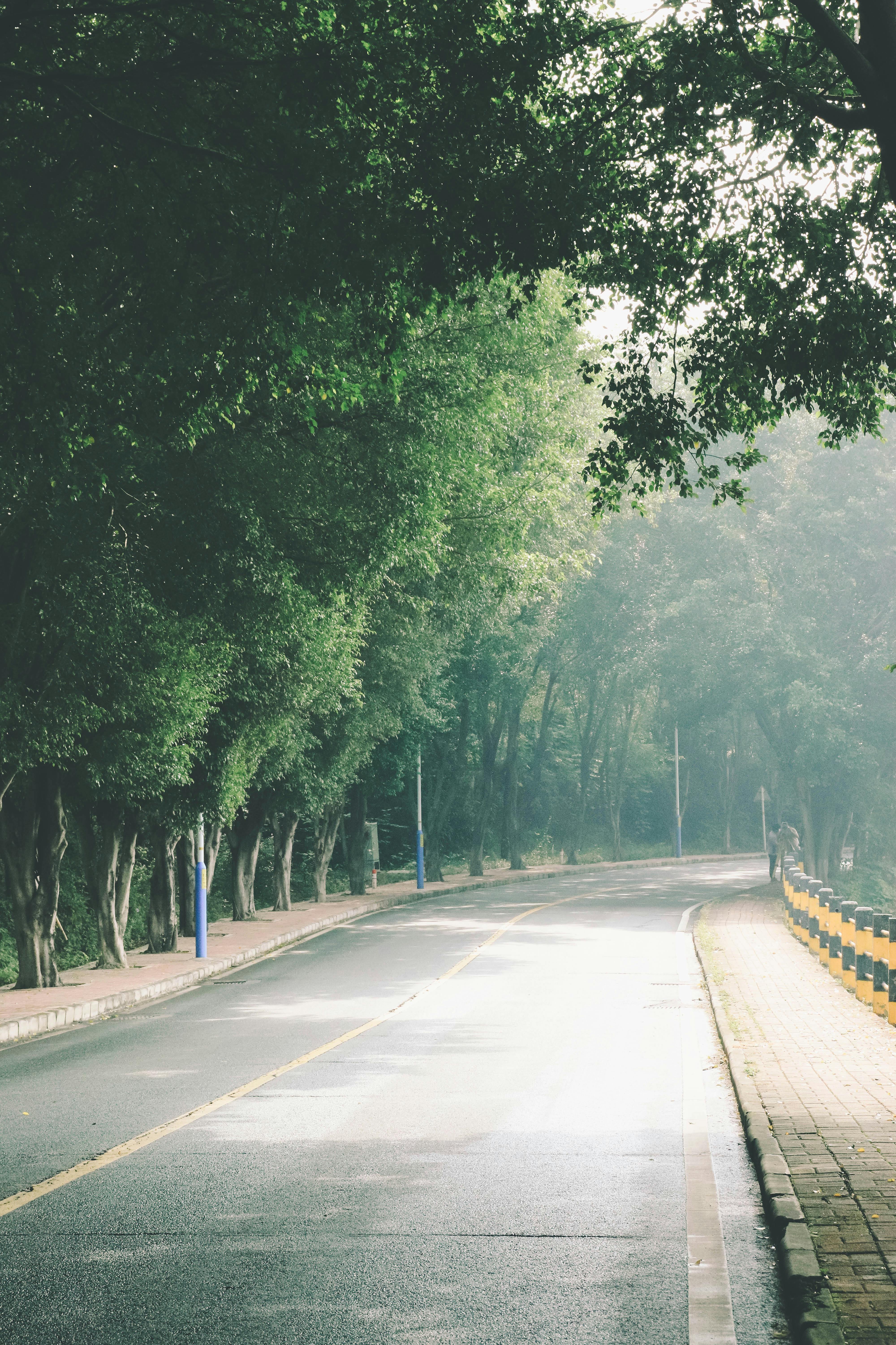 Serene Tree-Lined Road in Quiet Countryside · Free Stock Photo