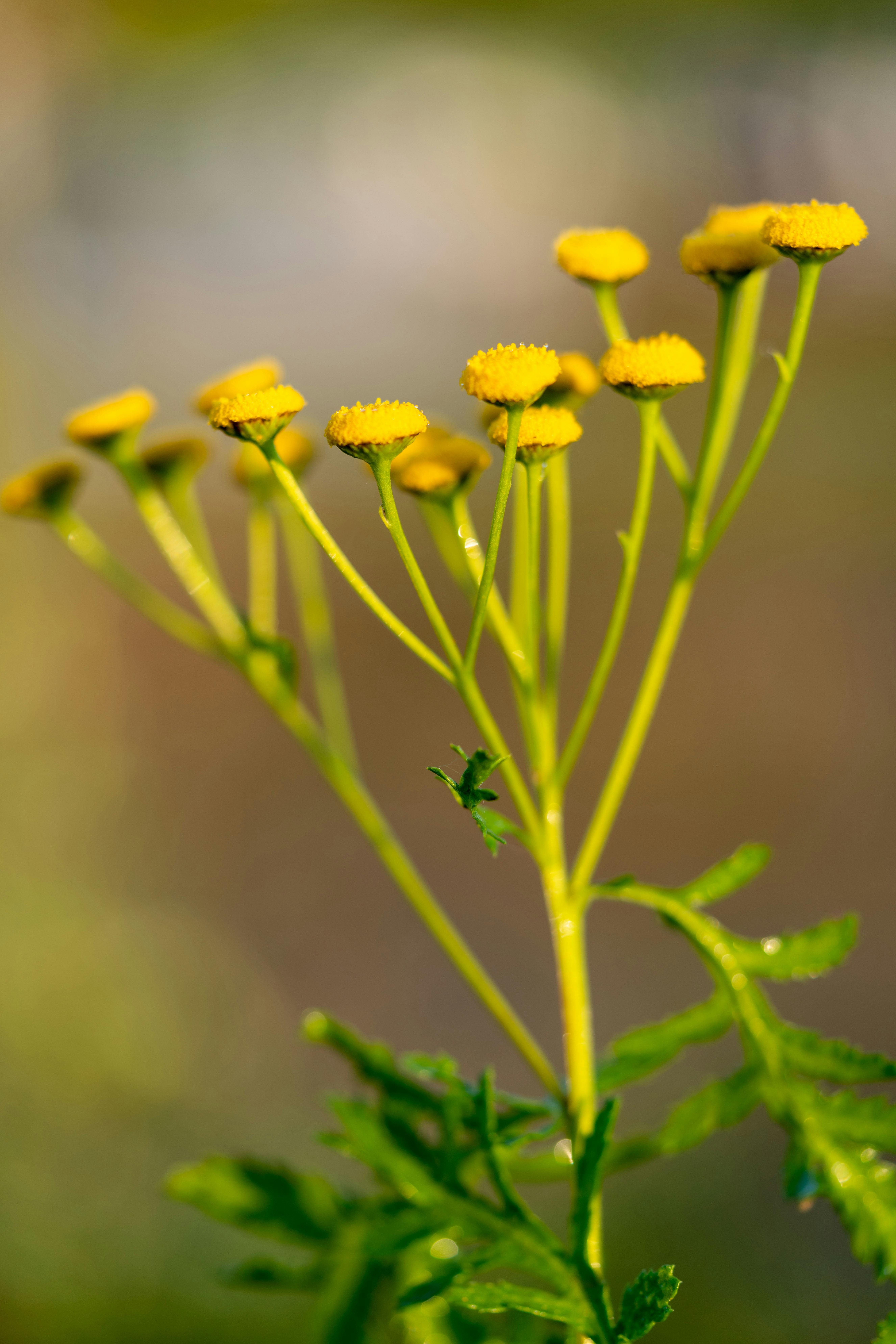 Close-up of Yellow Tansy Flowers in Bloom · Free Stock Photo