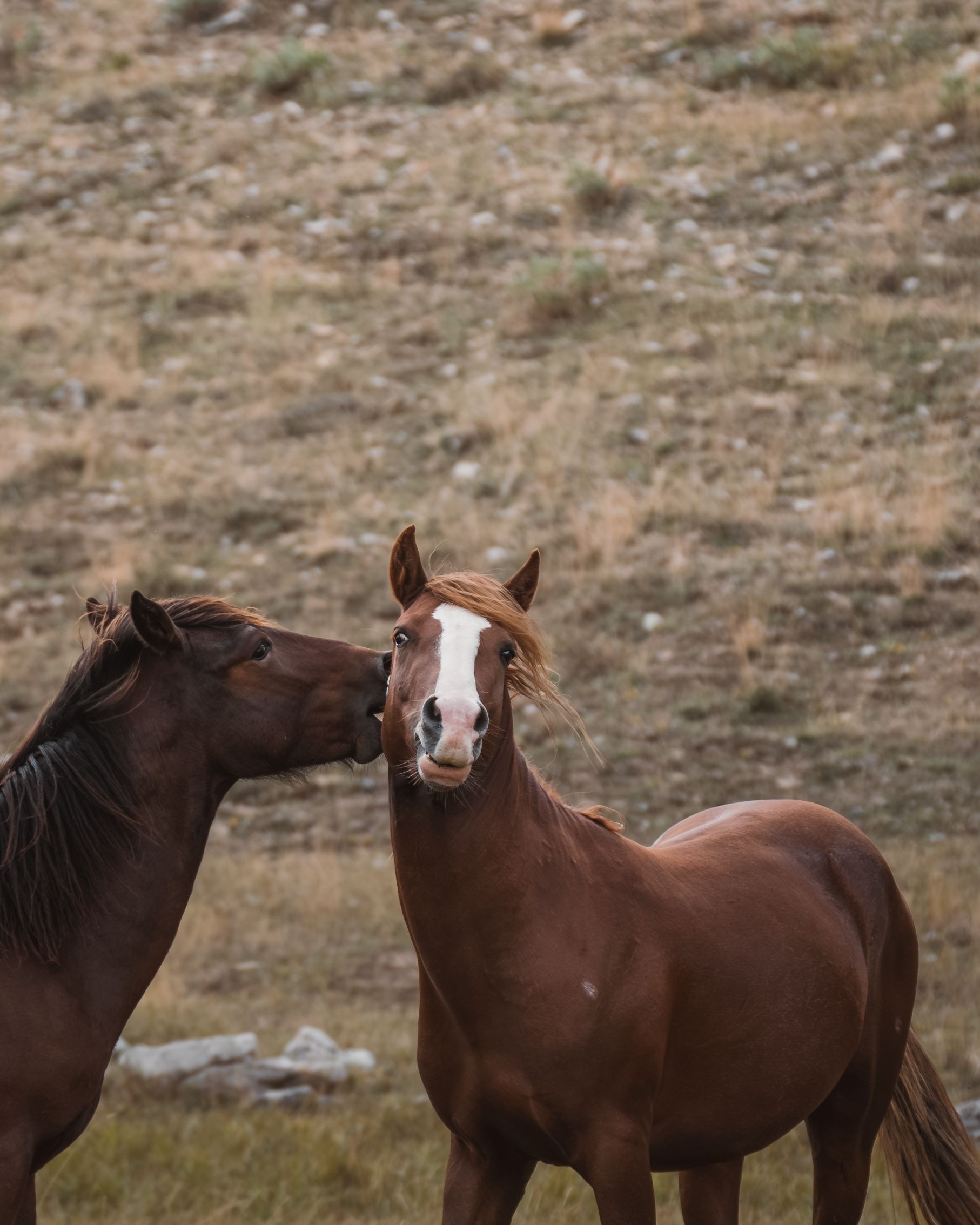 Peaceful Horses Grazing in Rural Turkey · Free Stock Photo