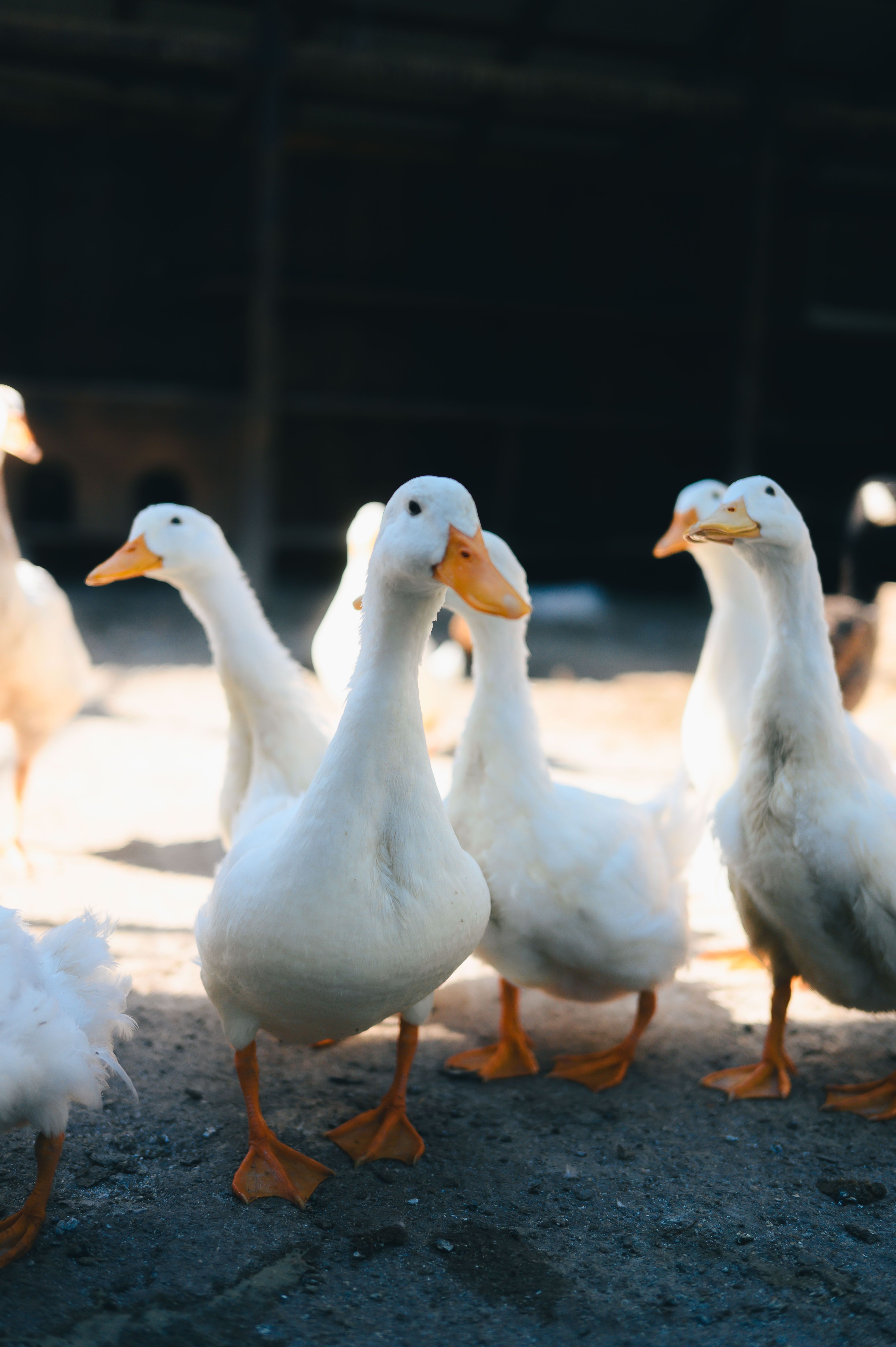 White Domestic Ducks in Sunlit Barnyard · Free Stock Photo