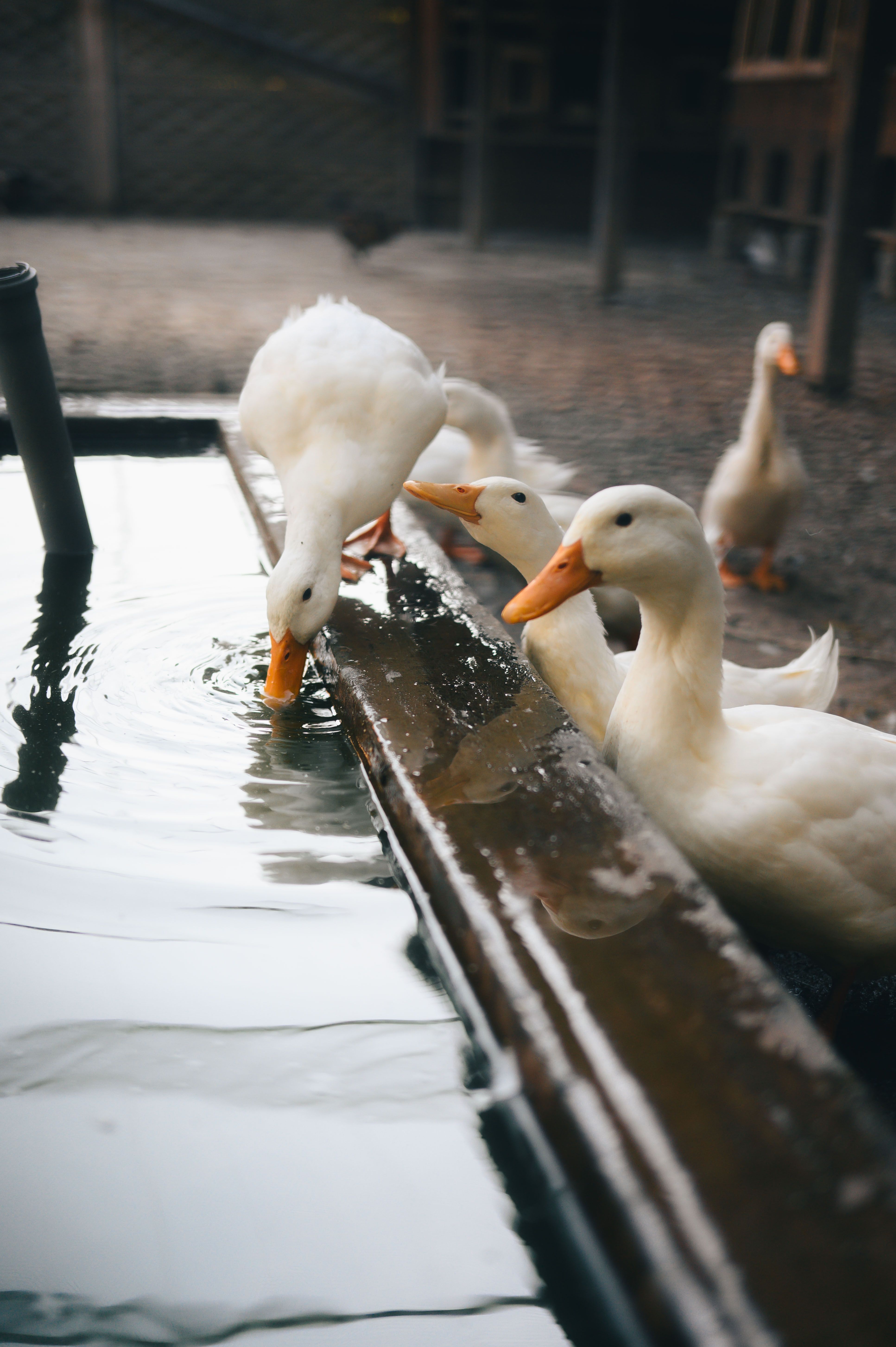 White Ducks Drinking Water in Farm Setting · Free Stock Photo