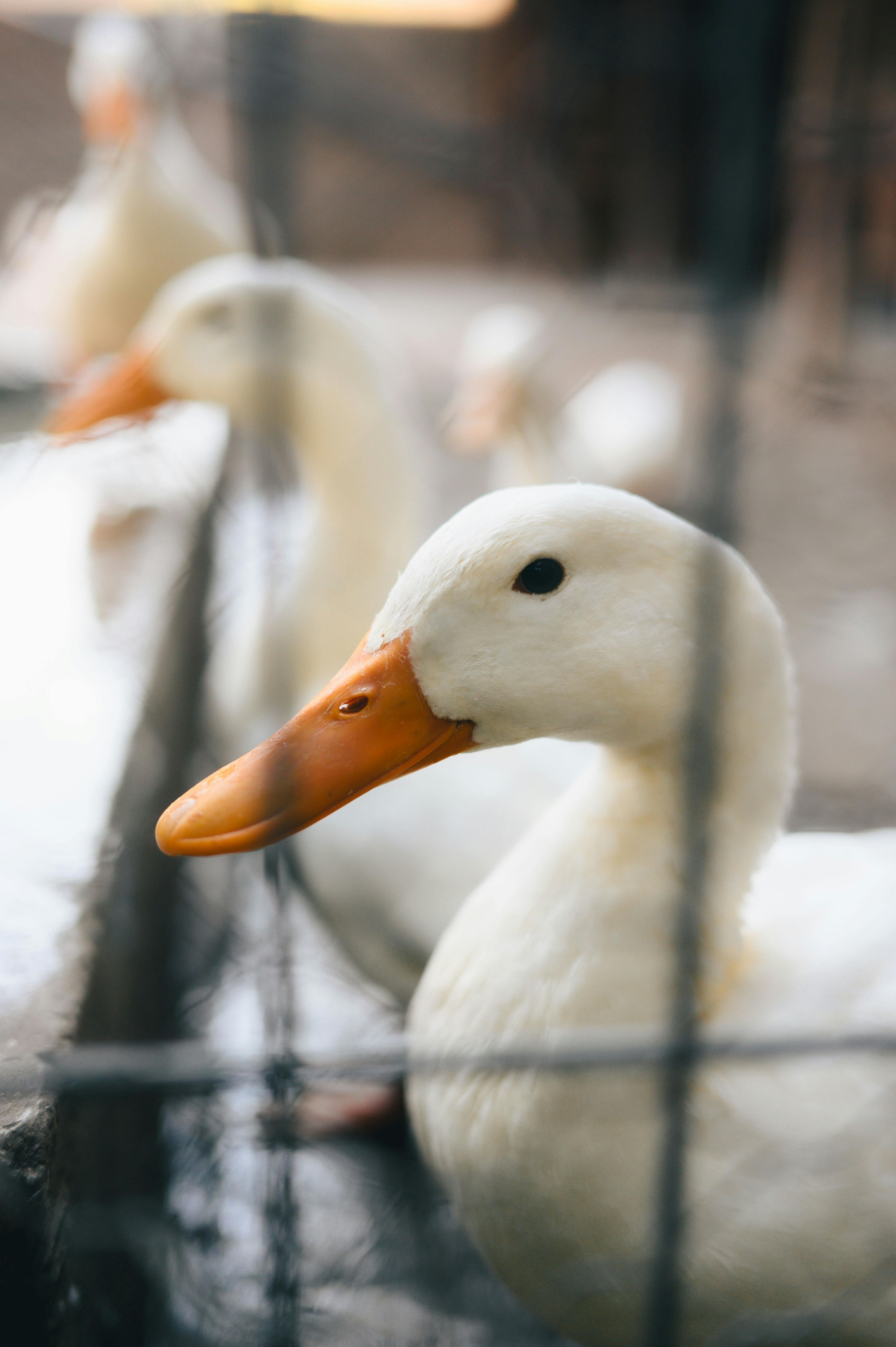 Ducks In Pen Photos, Download The BEST Free Ducks In Pen Stock Photos ...
