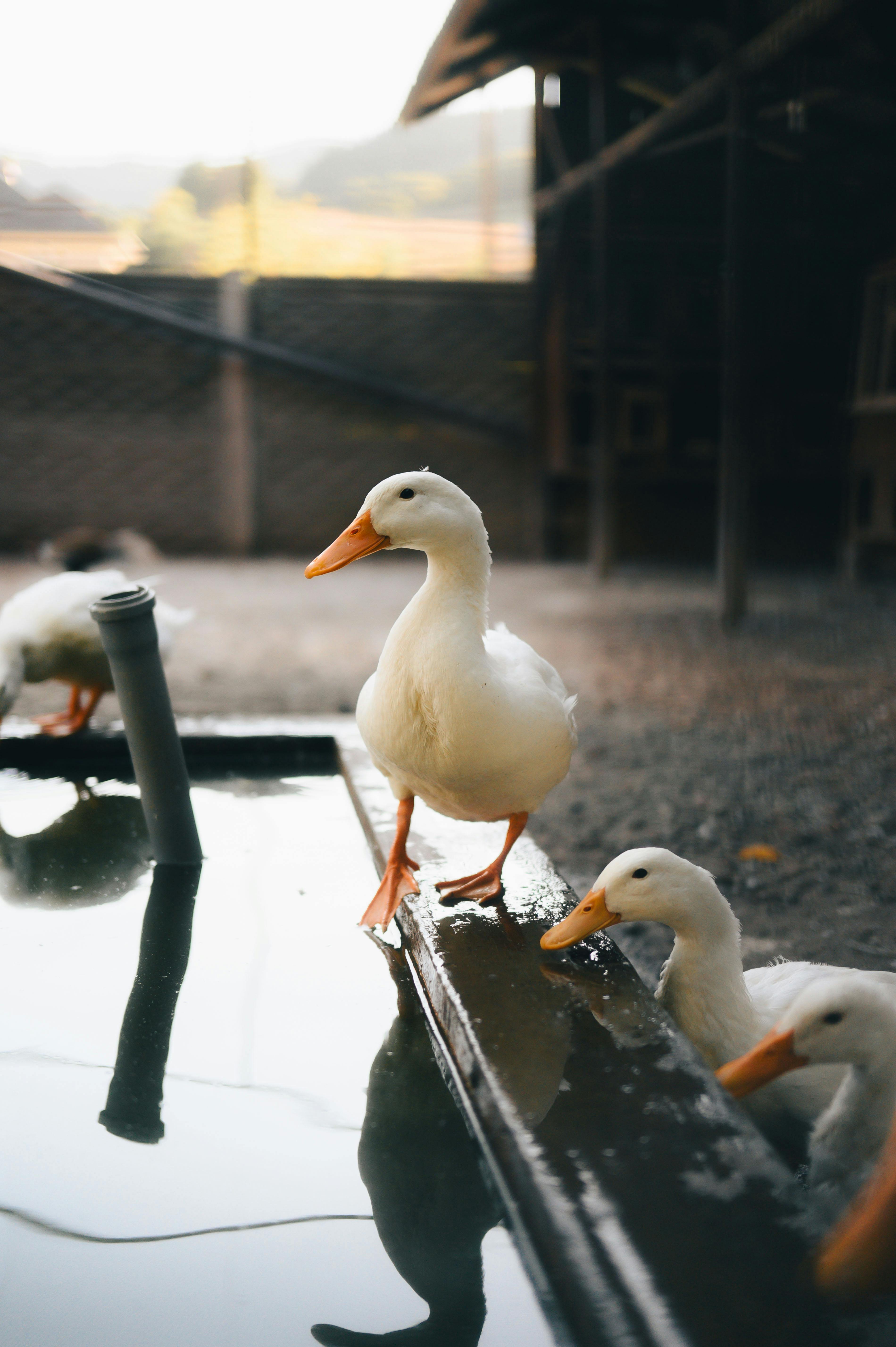 Domestic Ducks by Water Trough in Farm Setting · Free Stock Photo