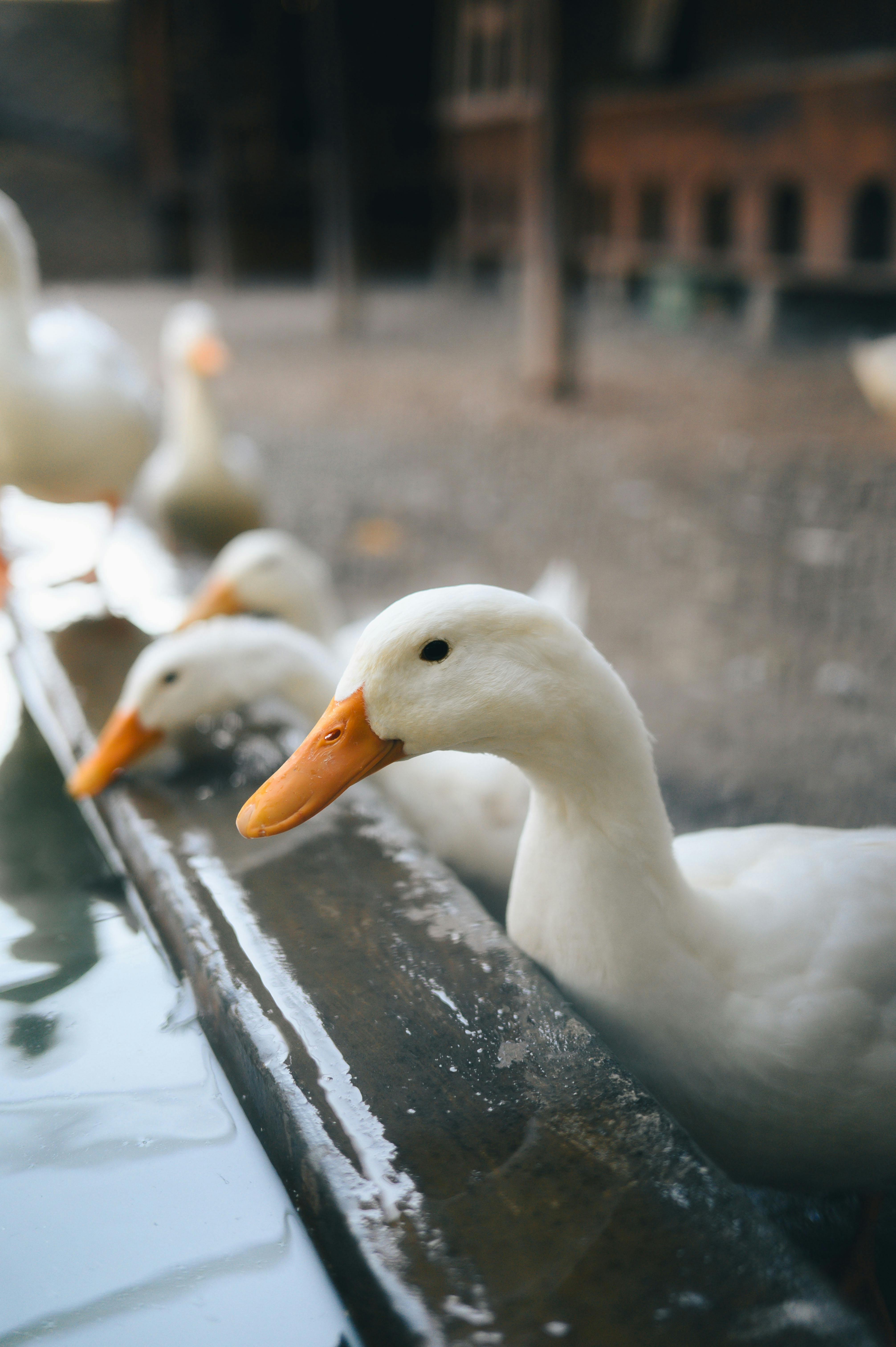 Close-Up of Ducks at a Water Trough · Free Stock Photo
