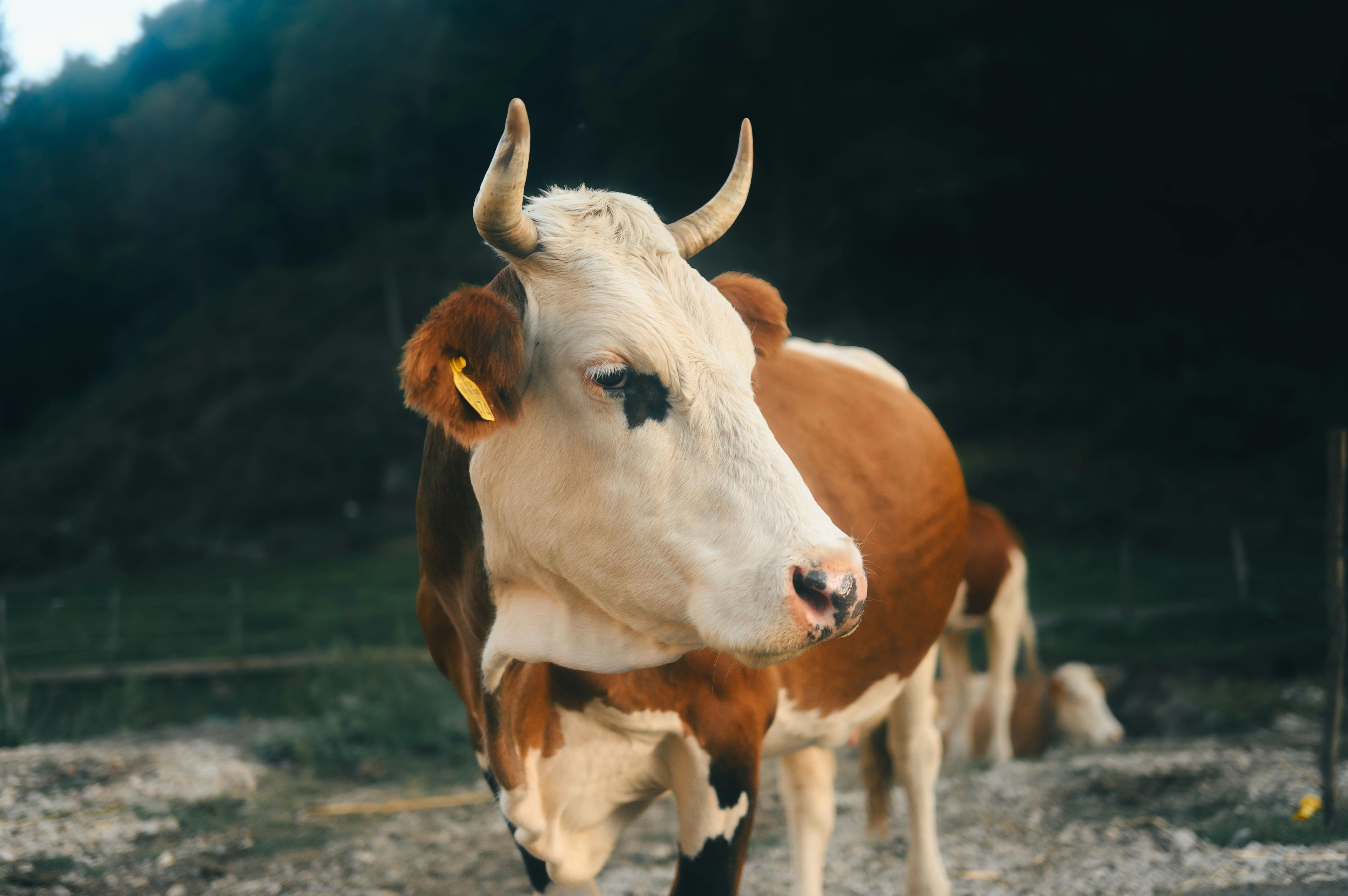 Cow on Field · Free Stock Photo