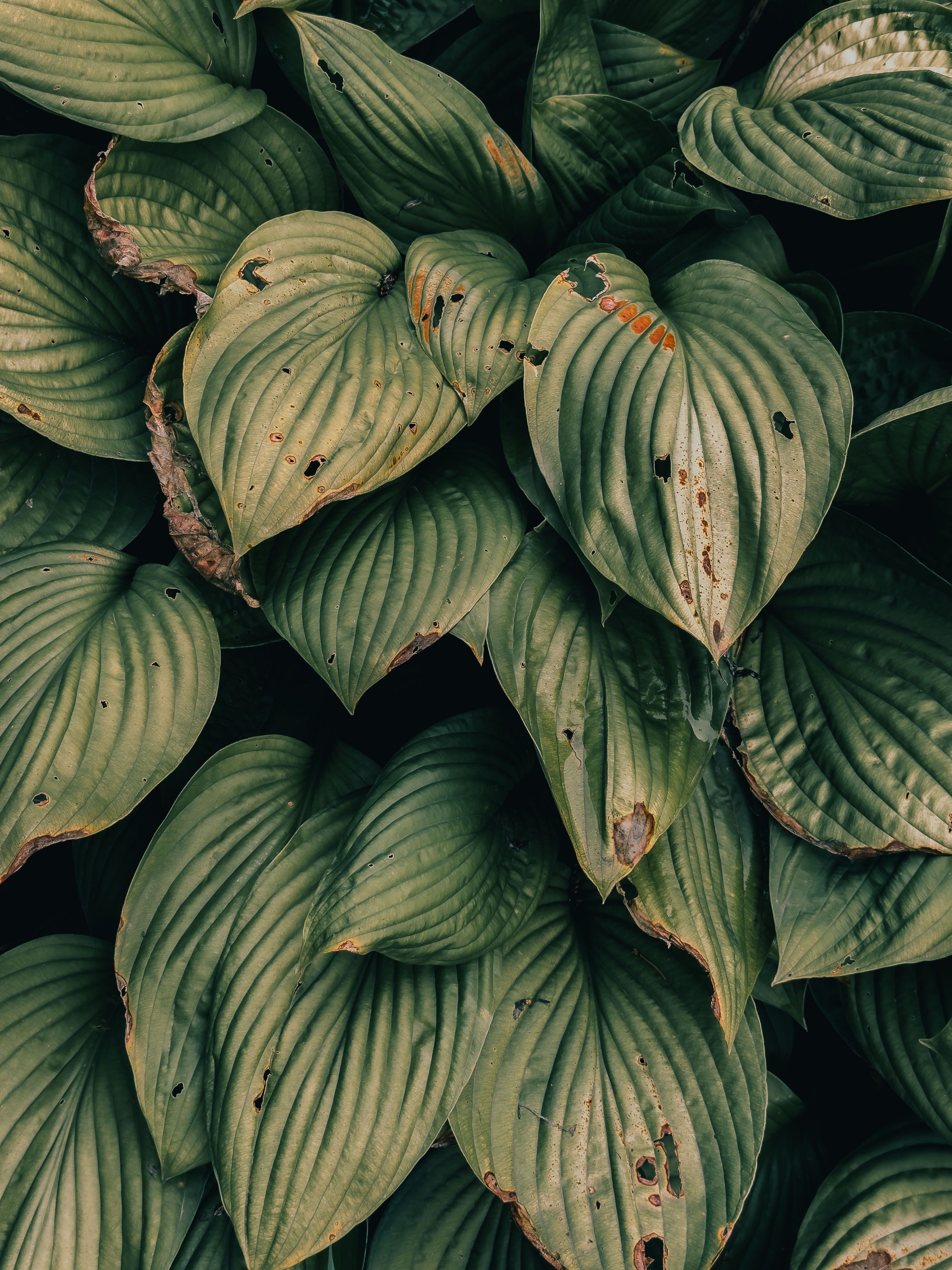 Closeup Photo of Green Variegated Leaf Plants · Free Stock Photo