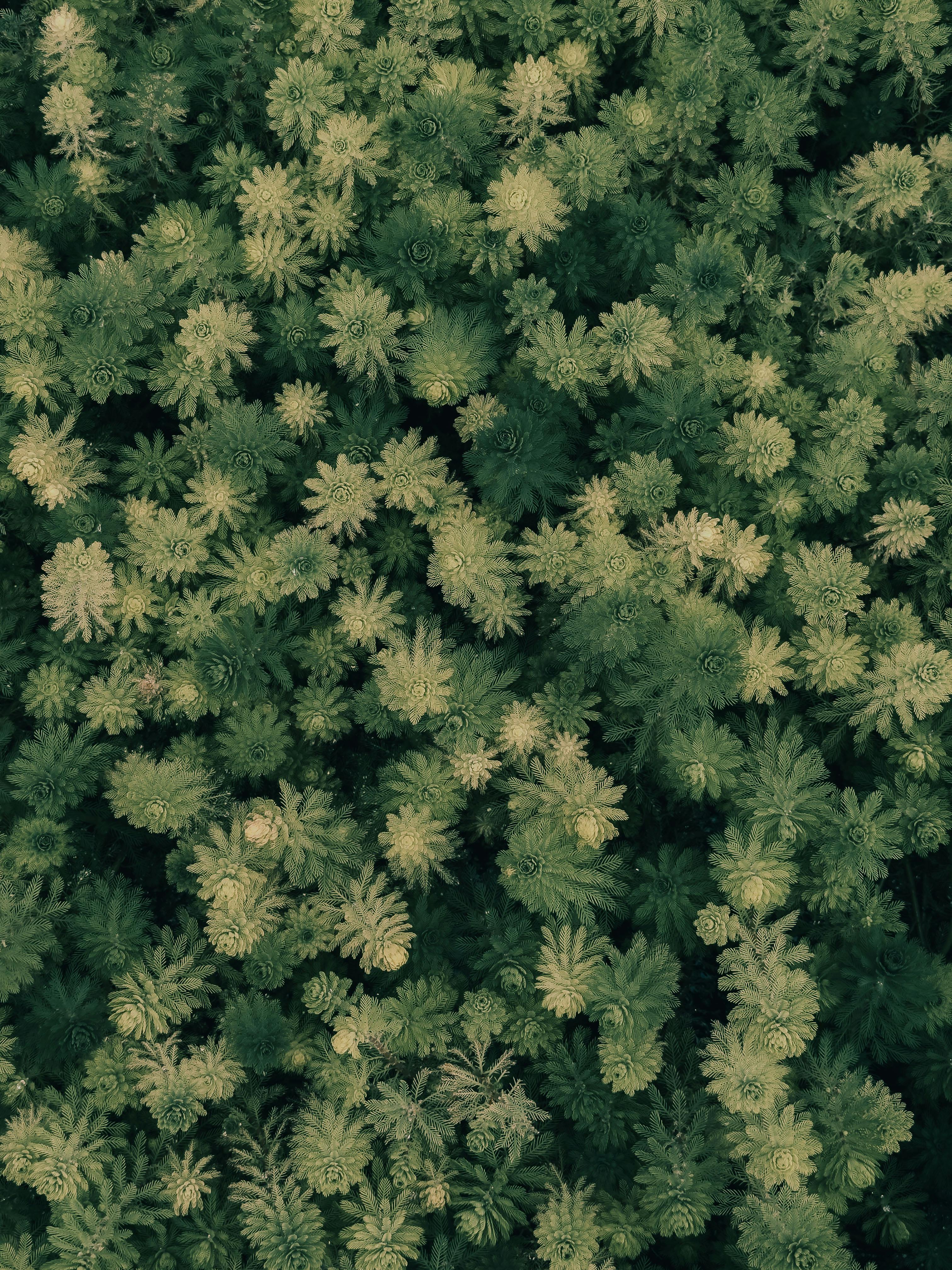 Lush Green Foliage Top View Texture Pattern · Free Stock Photo