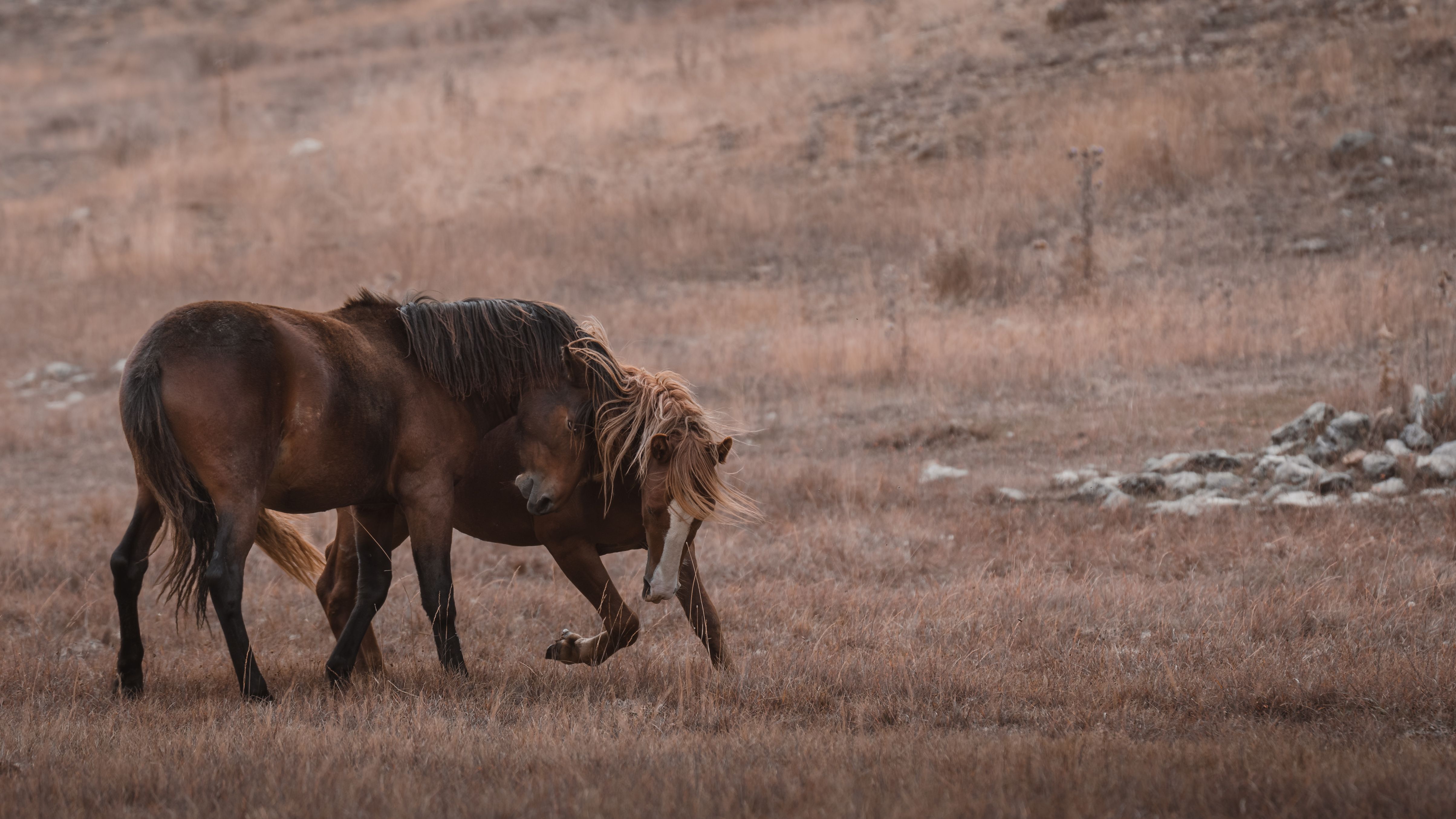 Wild Stallions Photos, Download The BEST Free Wild Stallions Stock ...