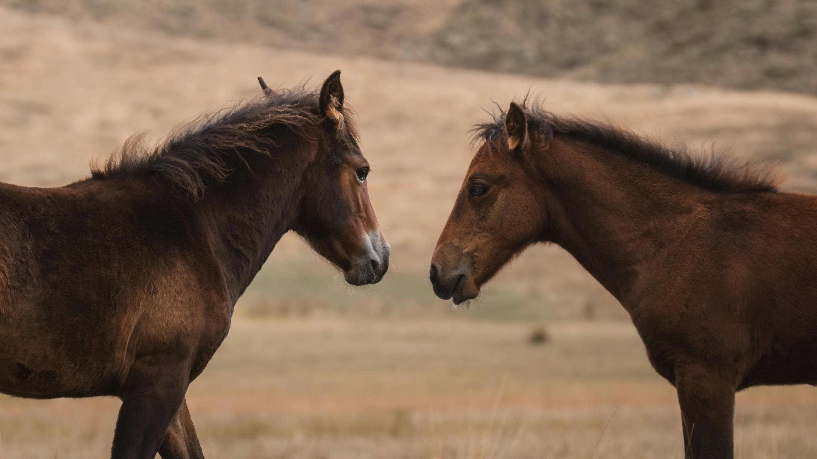 Two Horses Face Off in Seydişehir Countryside · Free Stock Photo