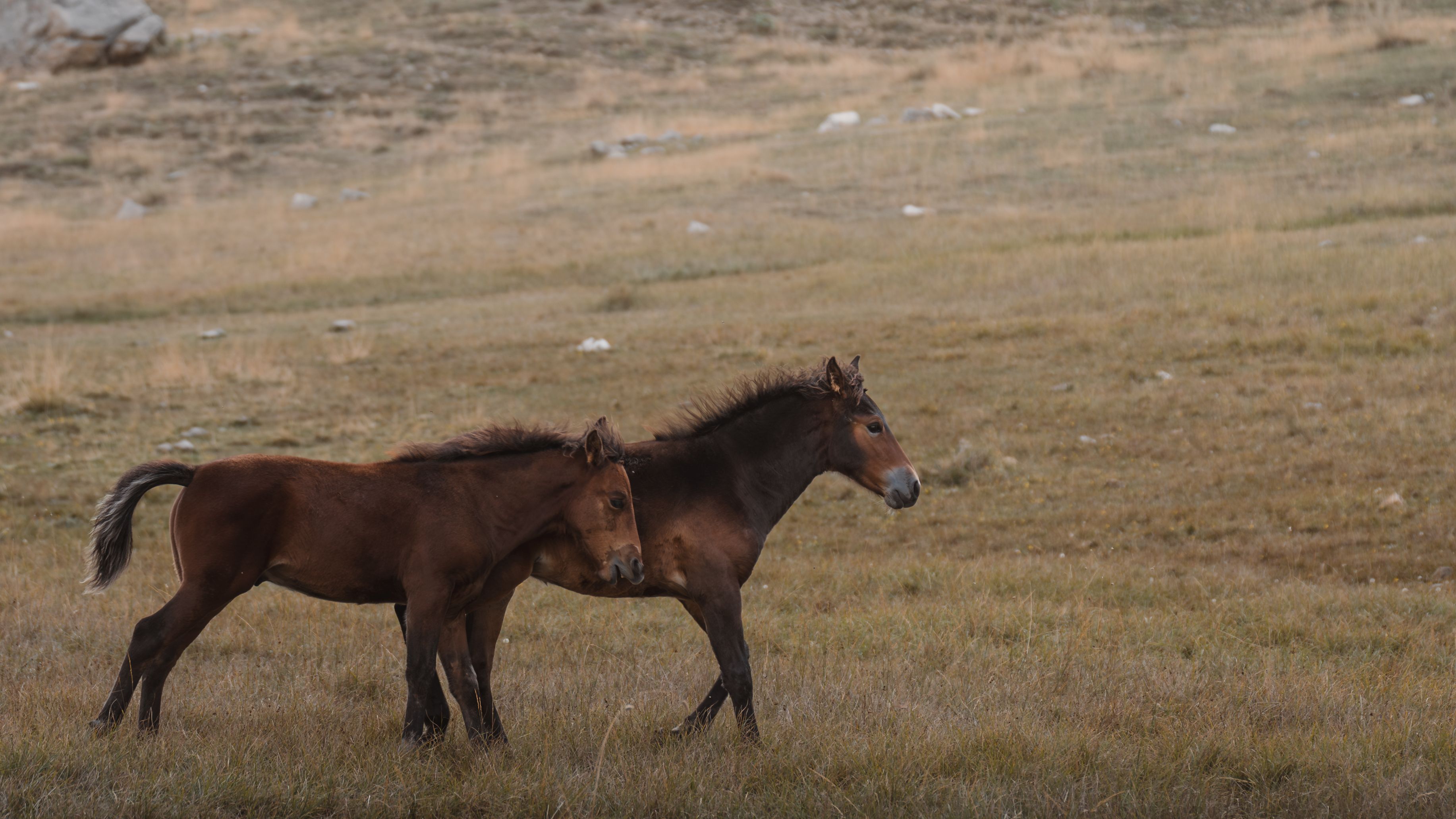 Two Foals Photos, Download The BEST Free Two Foals Stock Photos & HD Images