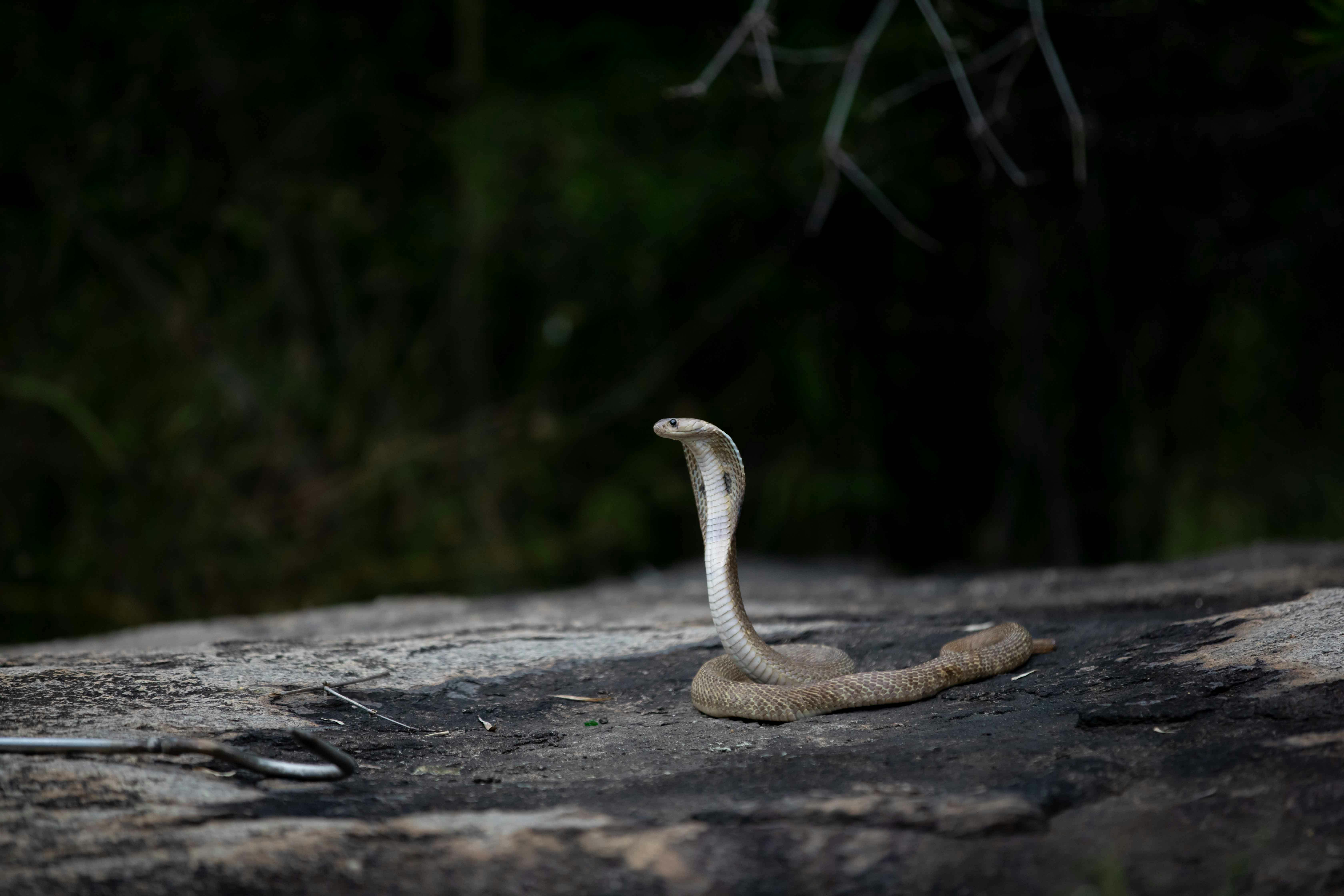 Captivating Cobra in Natural Habitat · Free Stock Photo