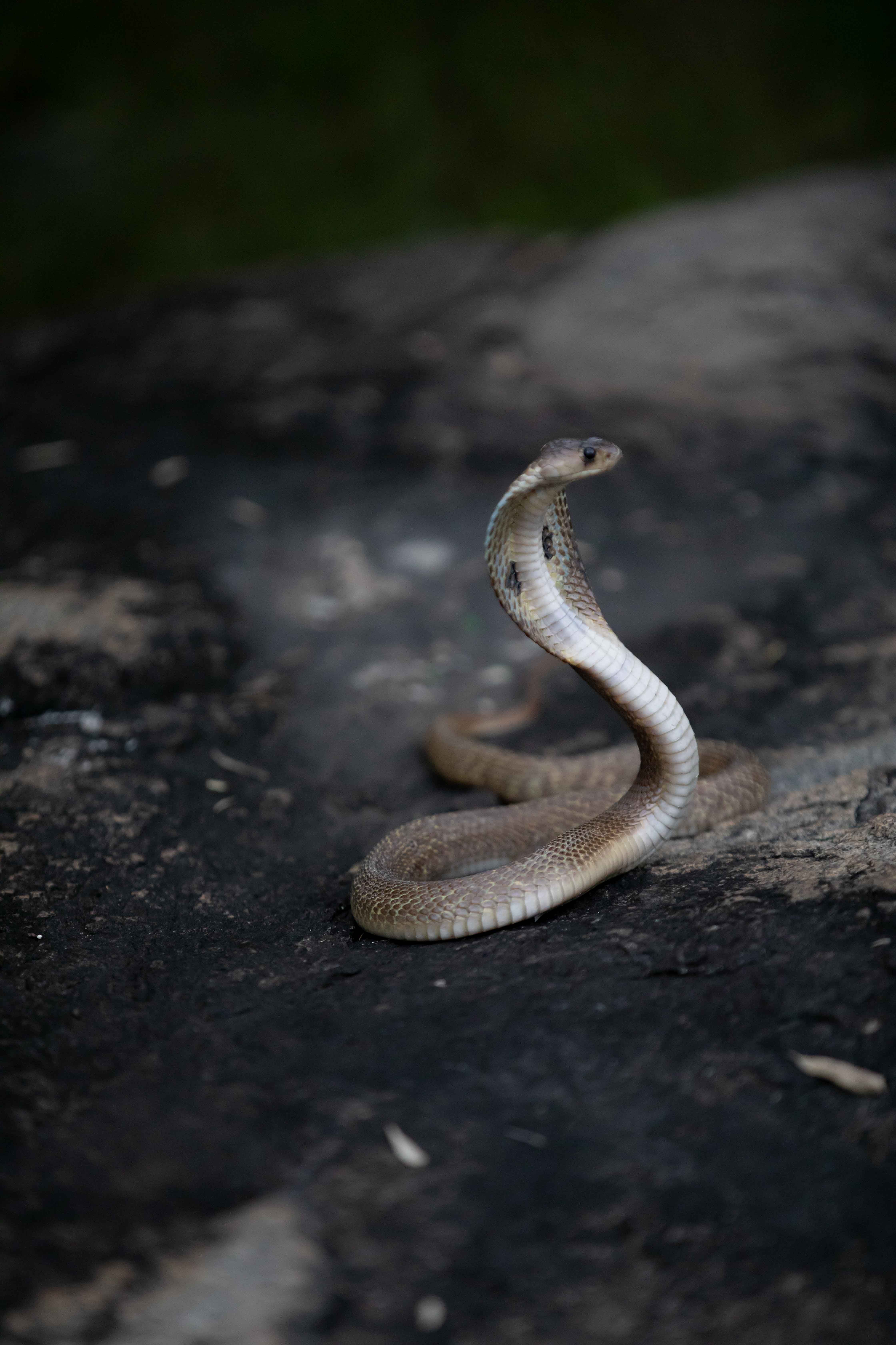 Snake Biology Photos, Download The BEST Free Snake Biology Stock Photos ...