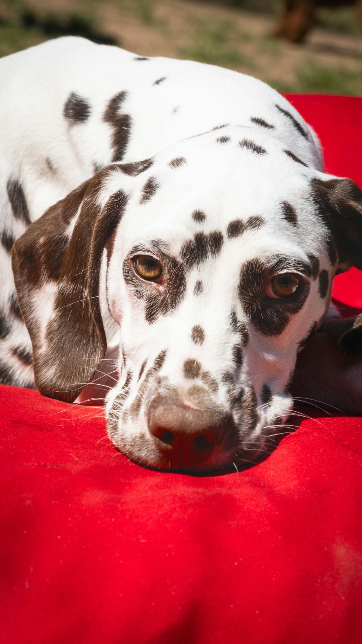 Dog Thumbs Up Photos, Download The BEST Free Dog Thumbs Up Stock Photos ...