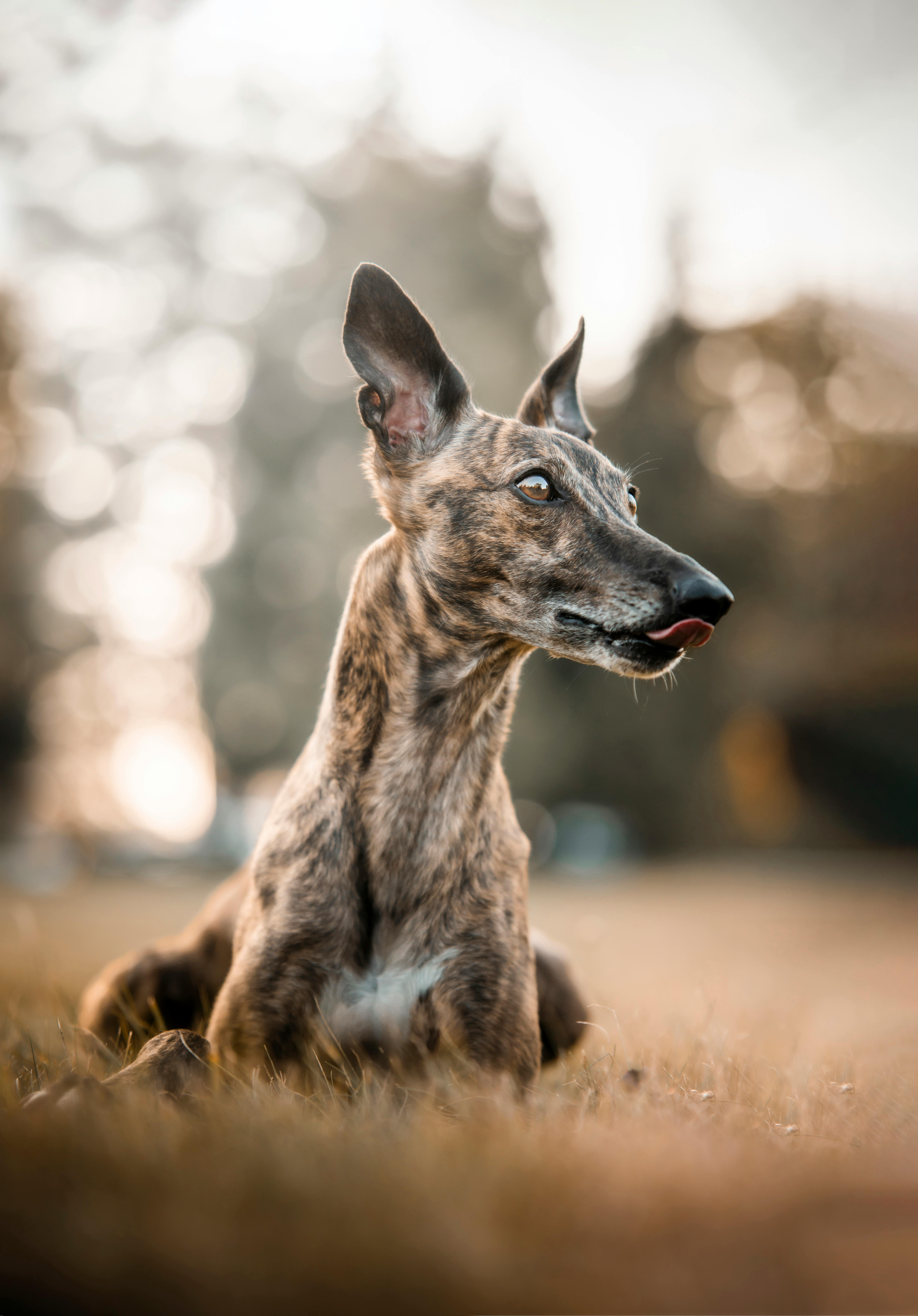 Brindle Greyhound Dog Relaxing Outdoors · Free Stock Photo