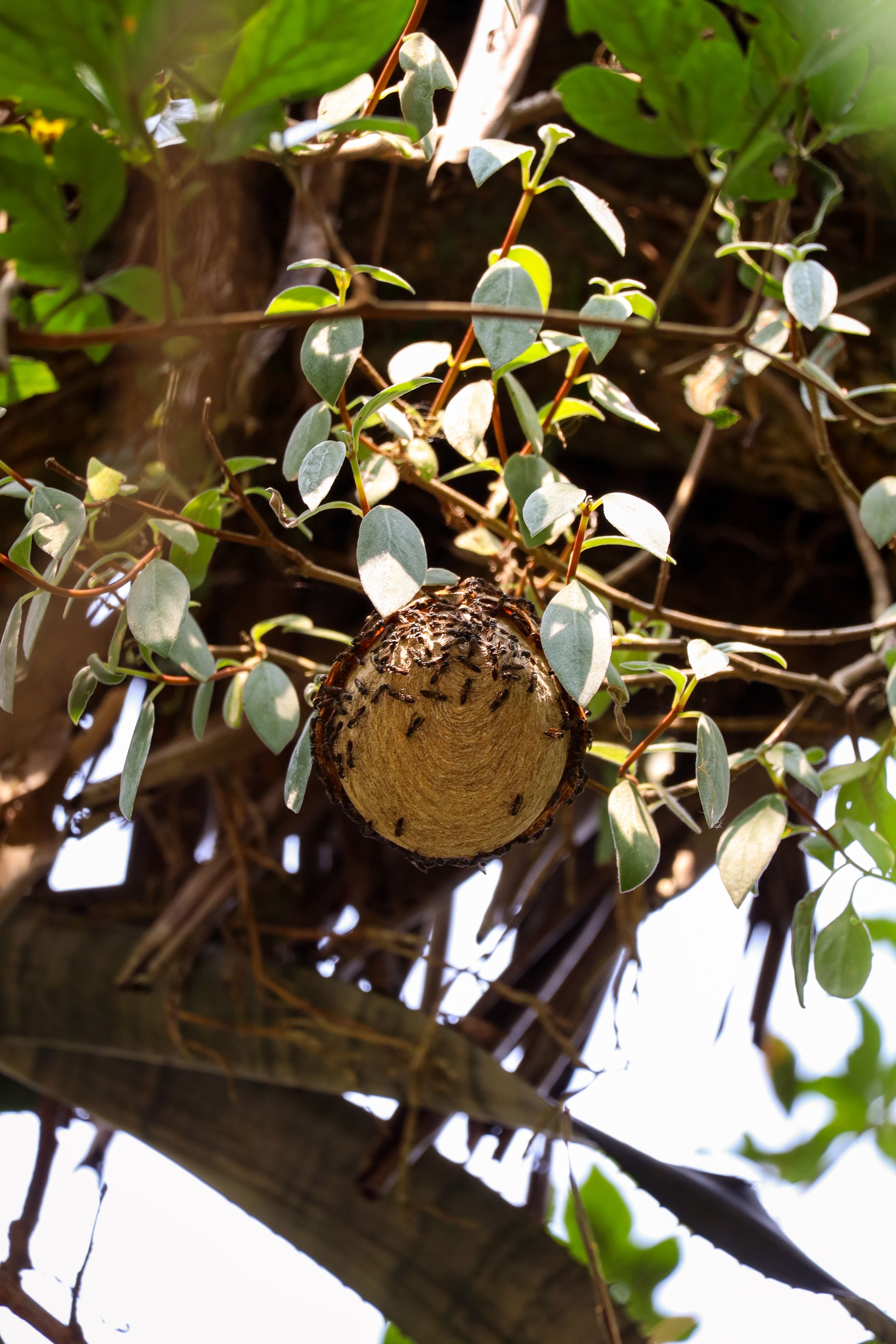 Beehive Nest with Bees on Lush Green Branch · Free Stock Photo
