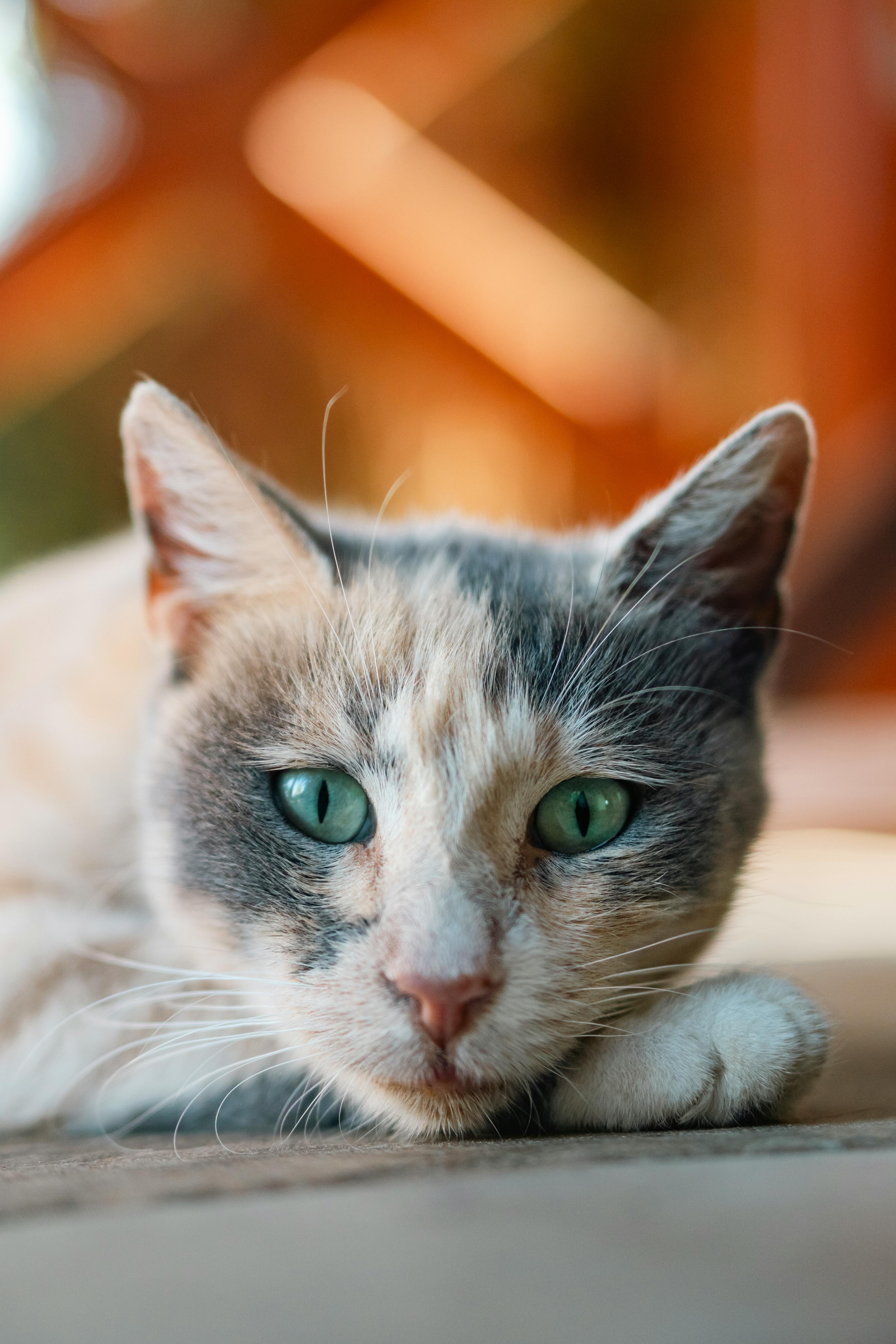 Calico Cat on Gray Concrete Stair · Free Stock Photo