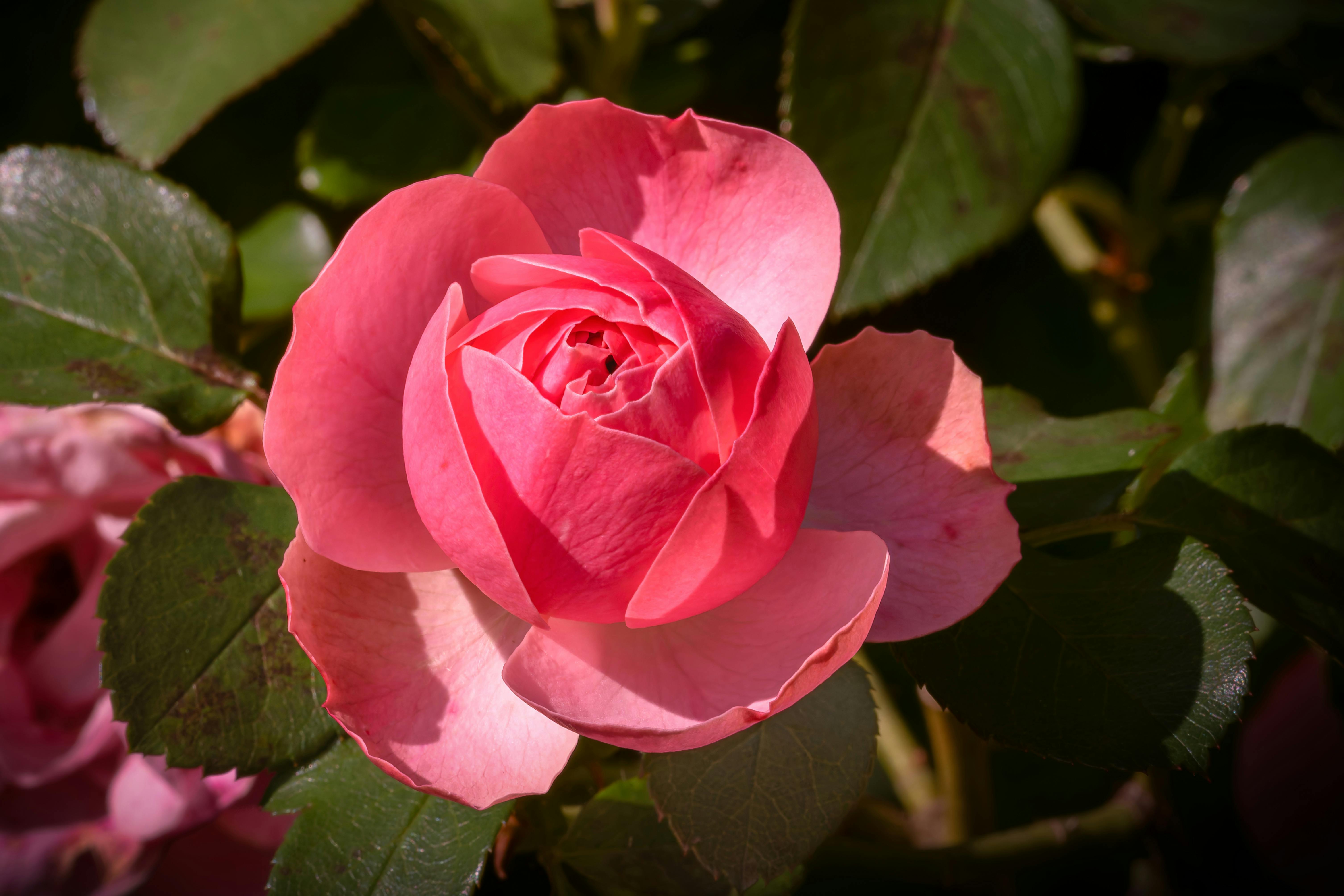 Close-up of a Pink Rose in Sunlight · Free Stock Photo
