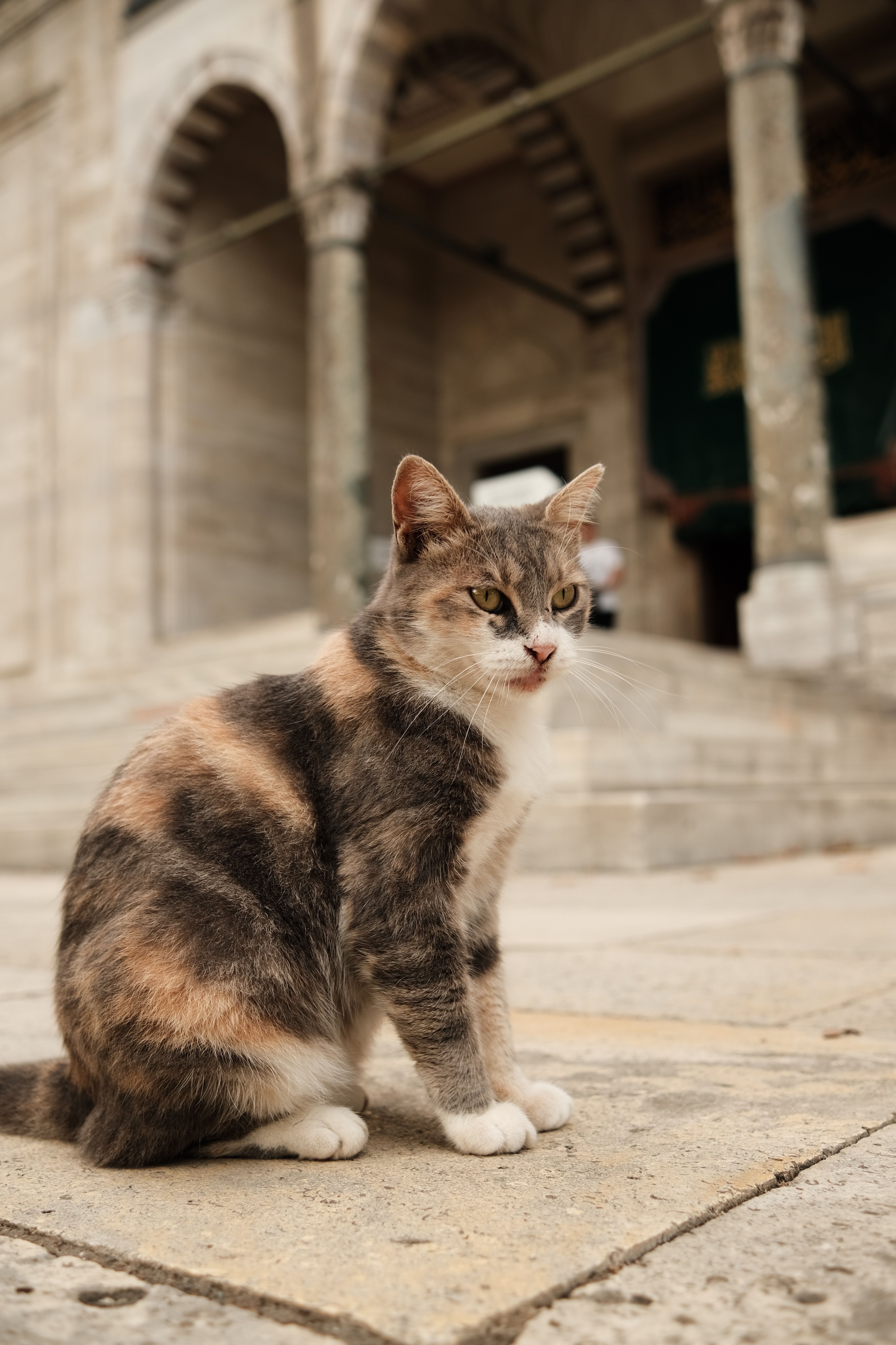 Cat Posing in Historic Stone Architecture · Free Stock Photo