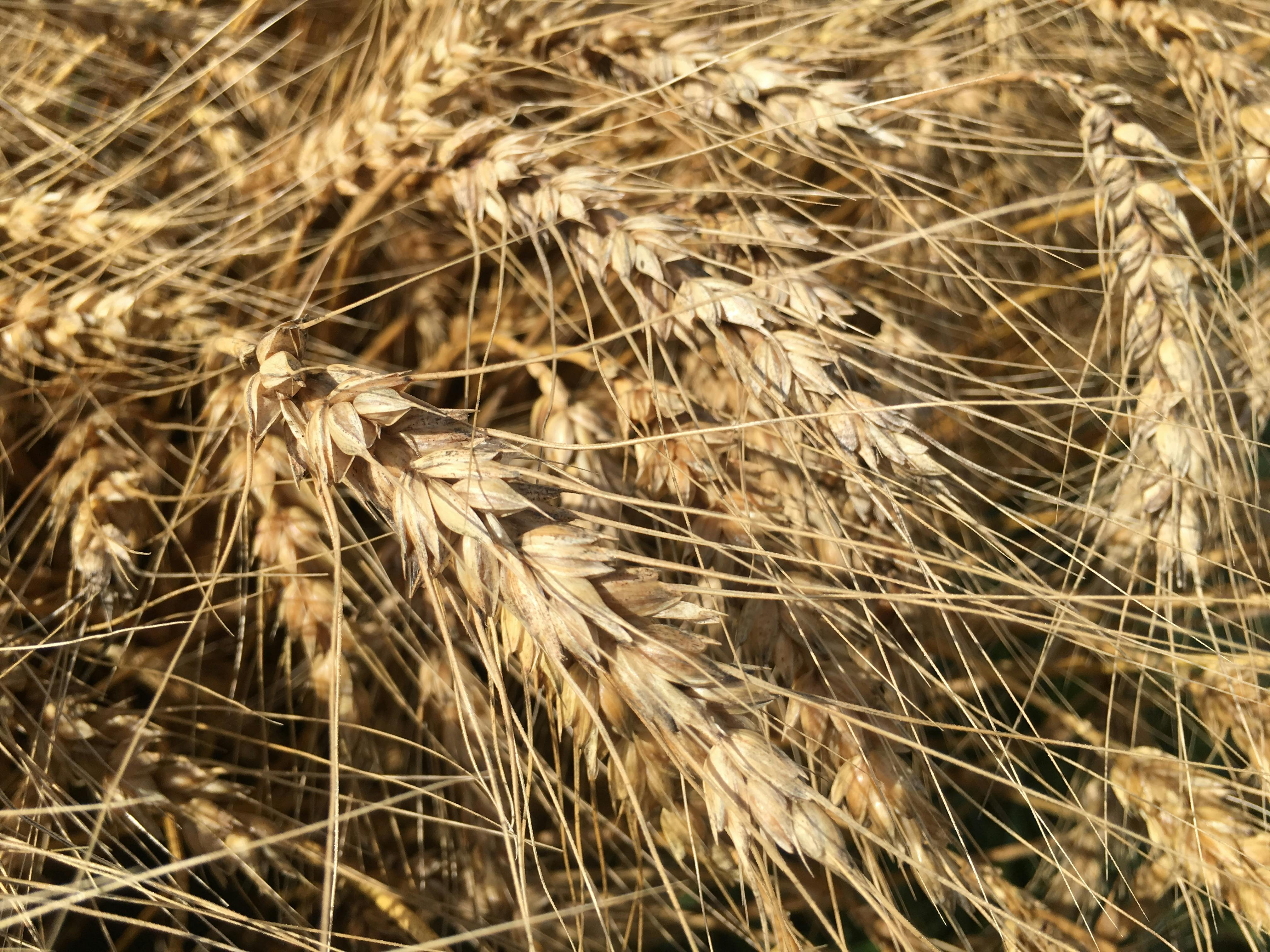Golden Wheat Field Close-Up with Sunshine · Free Stock Photo
