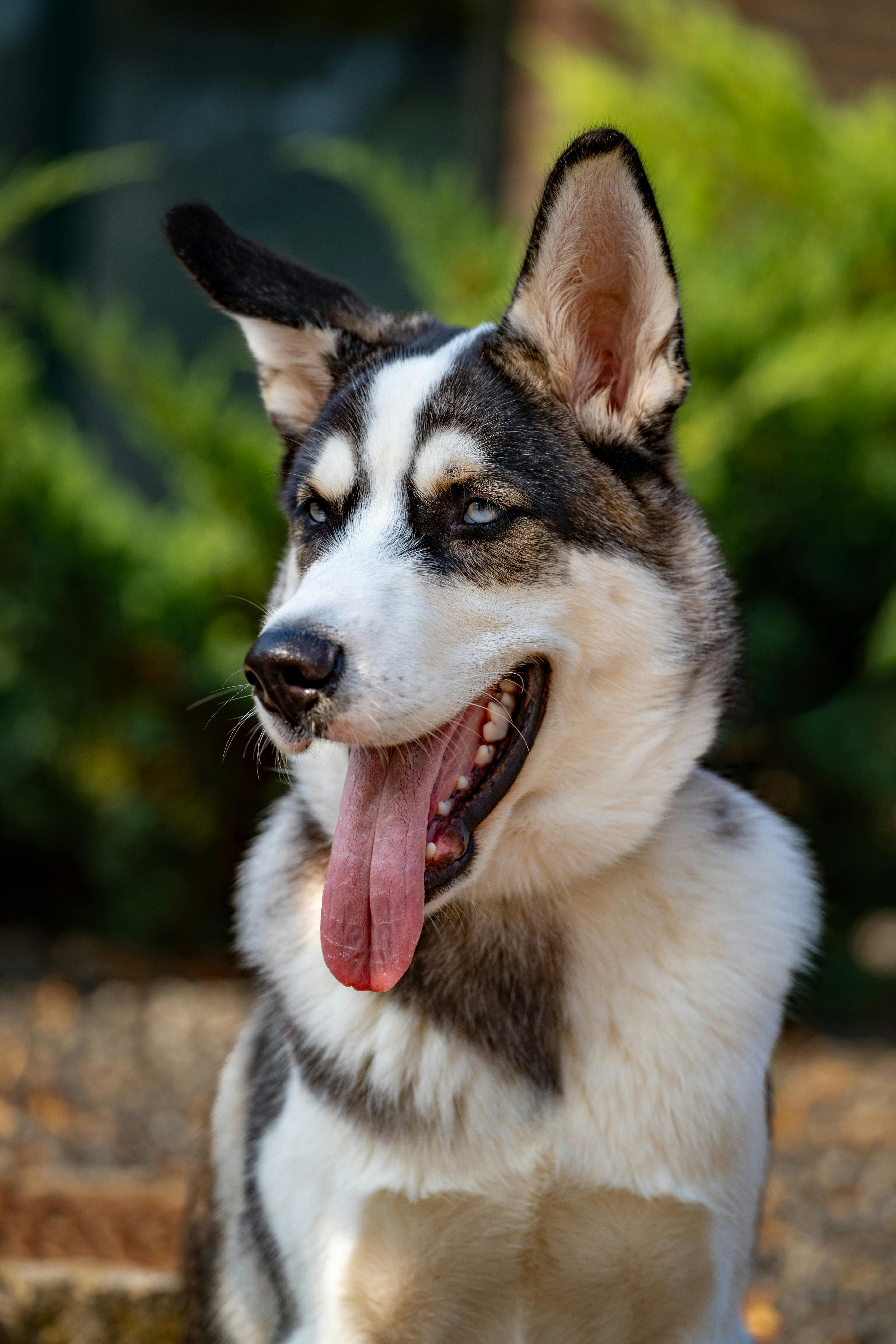 Energetic Siberian Husky with Blue Eyes Outdoors · Free Stock Photo