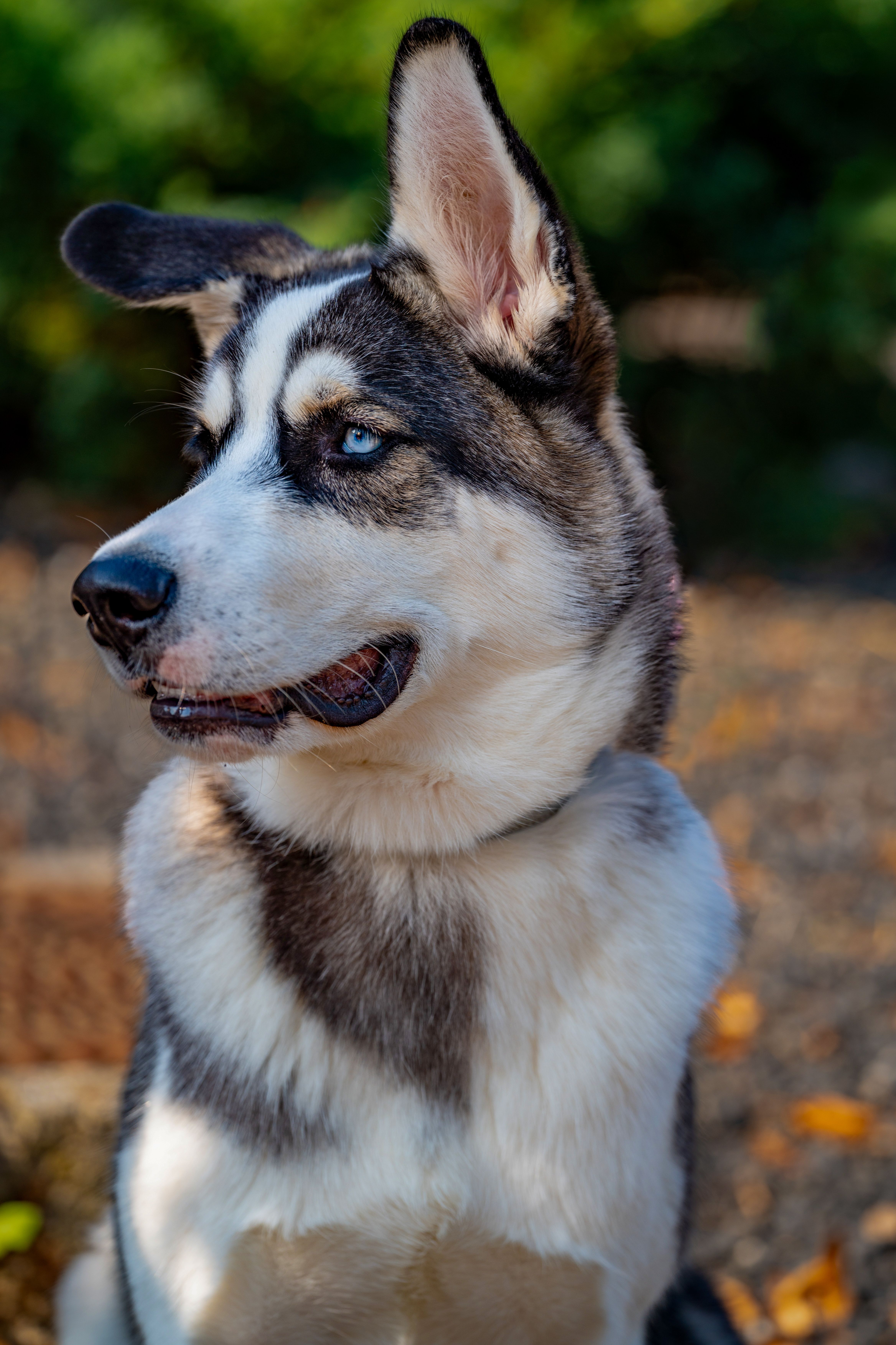 Portrait of a Blue-Eyed Alaskan Husky Dog · Free Stock Photo