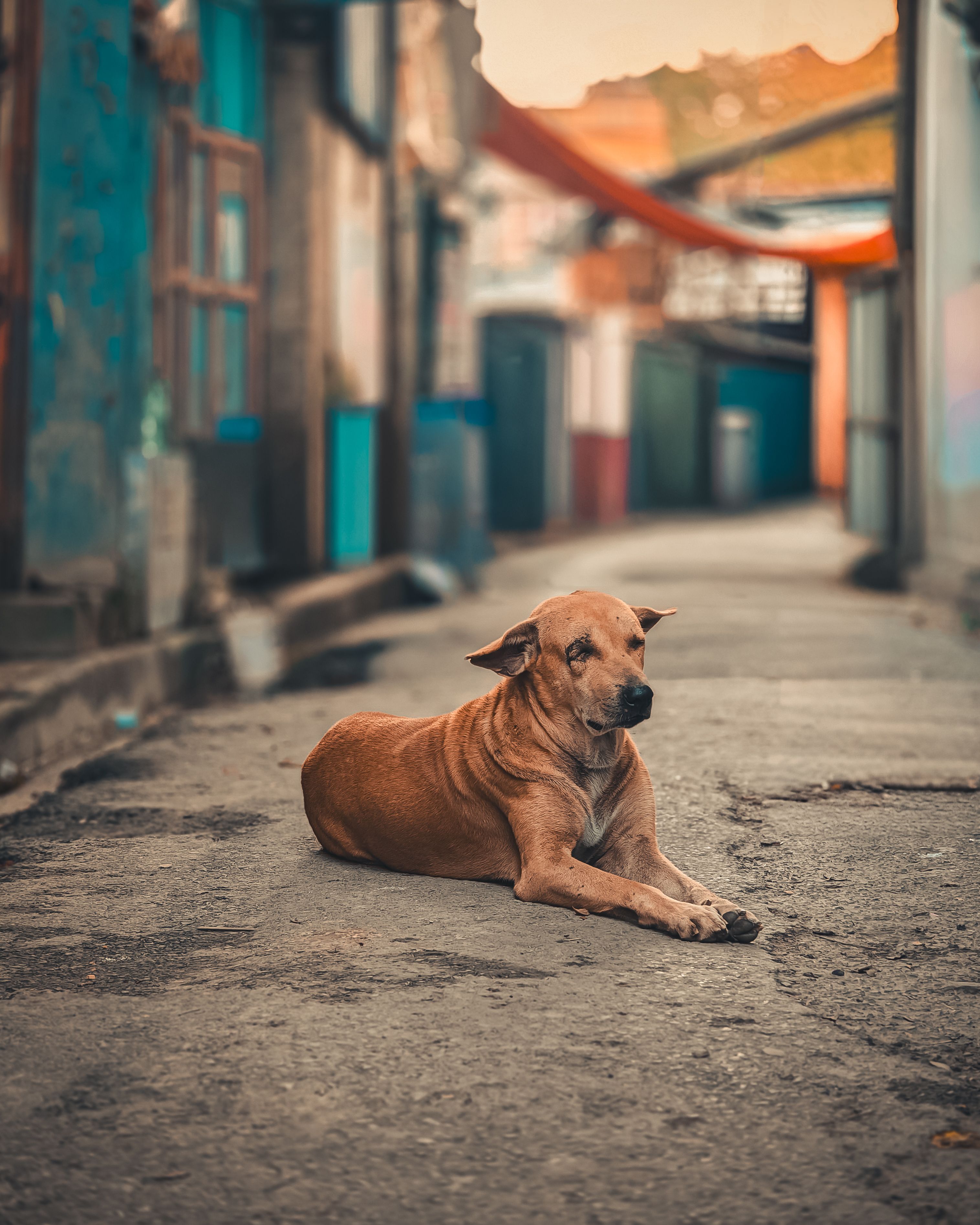 Street Dog Resting in Vibrant Urban Alleyway · Free Stock Photo