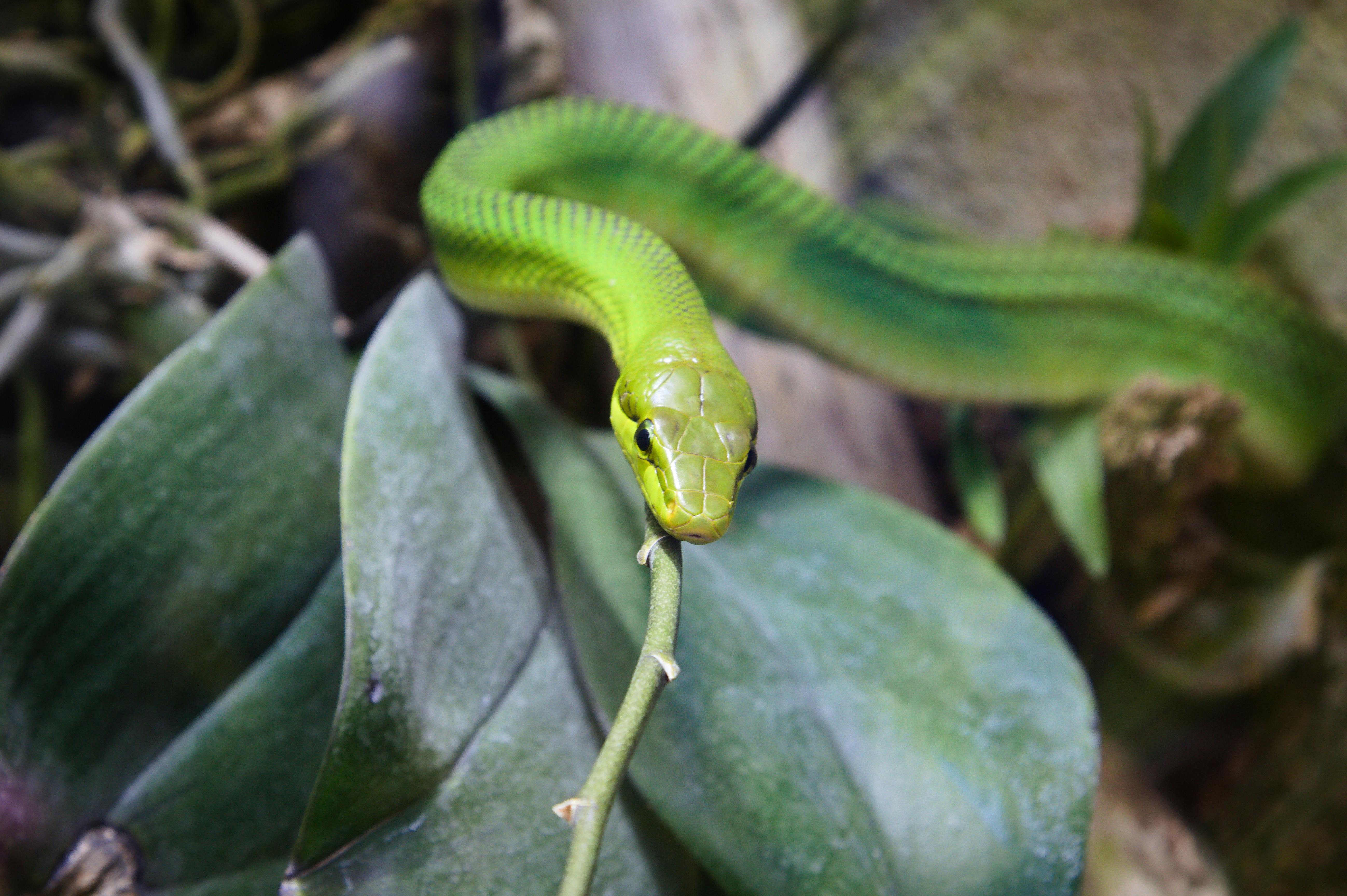 Serpiente Verde Vibrante En Una Rama Frondosa En La Jungla · Foto de ...