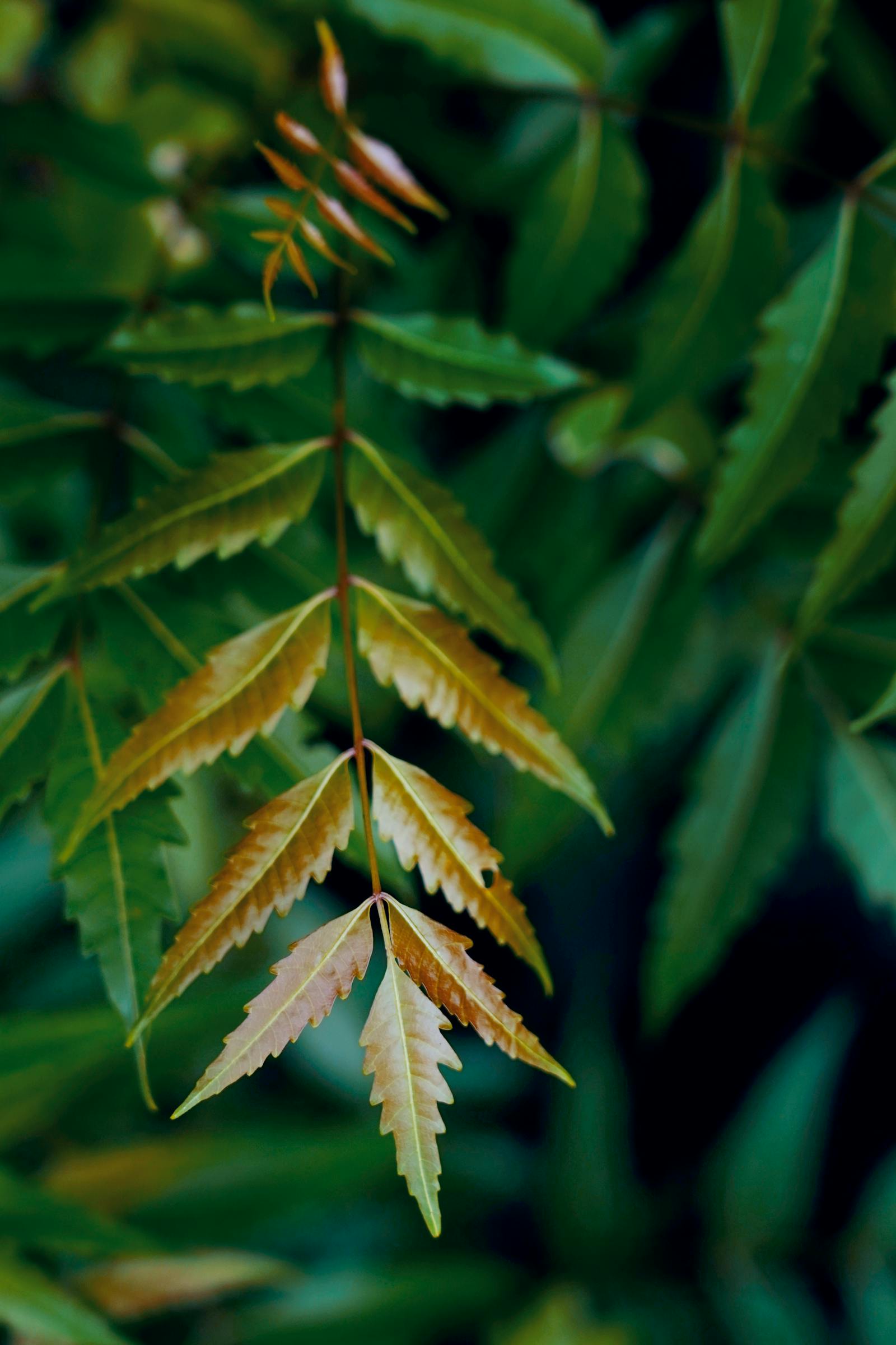 Neem Tree Photos, Download The BEST Free Neem Tree Stock Photos & HD Images