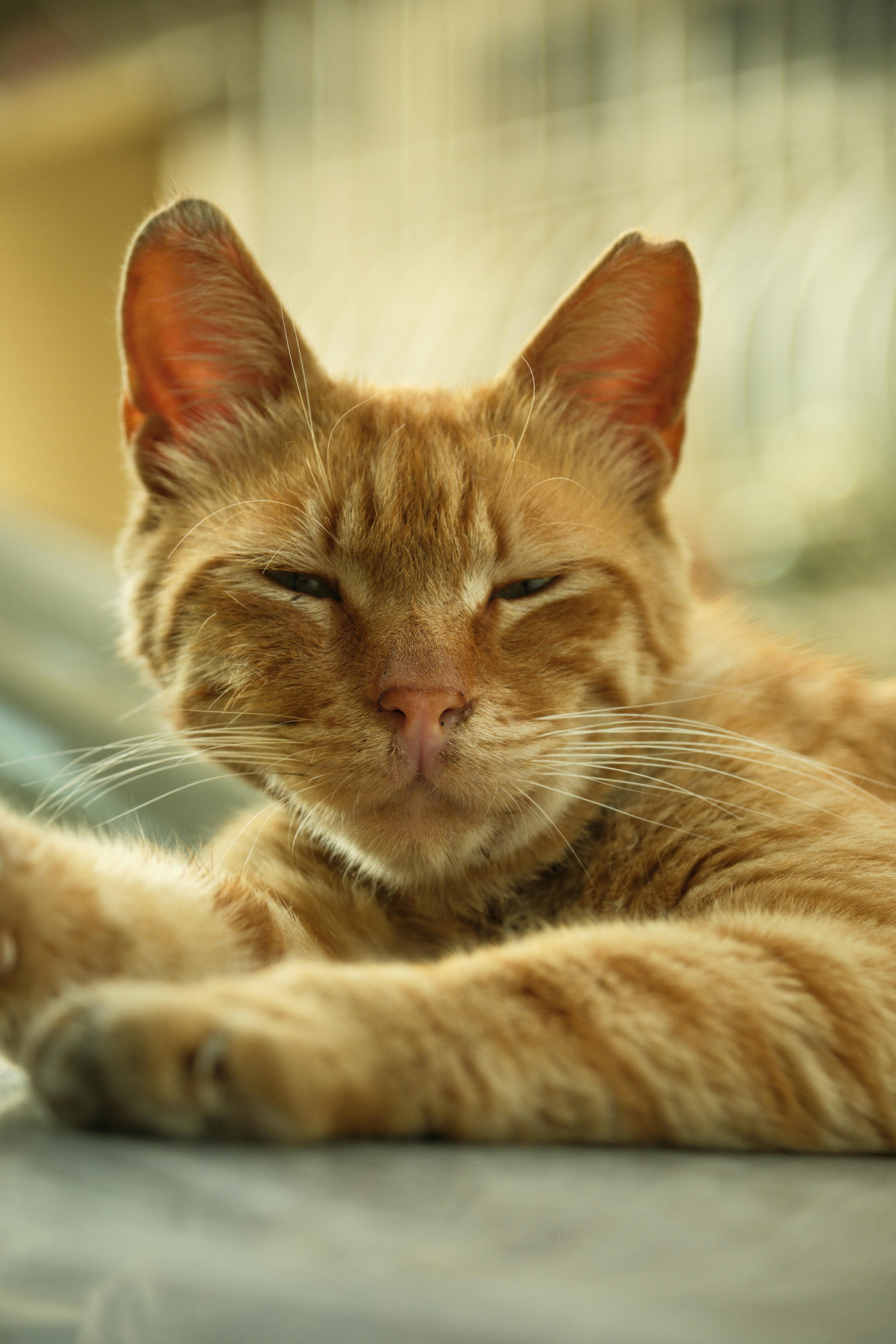 Relaxed Ginger Cat Portrait in İstanbul · Free Stock Photo