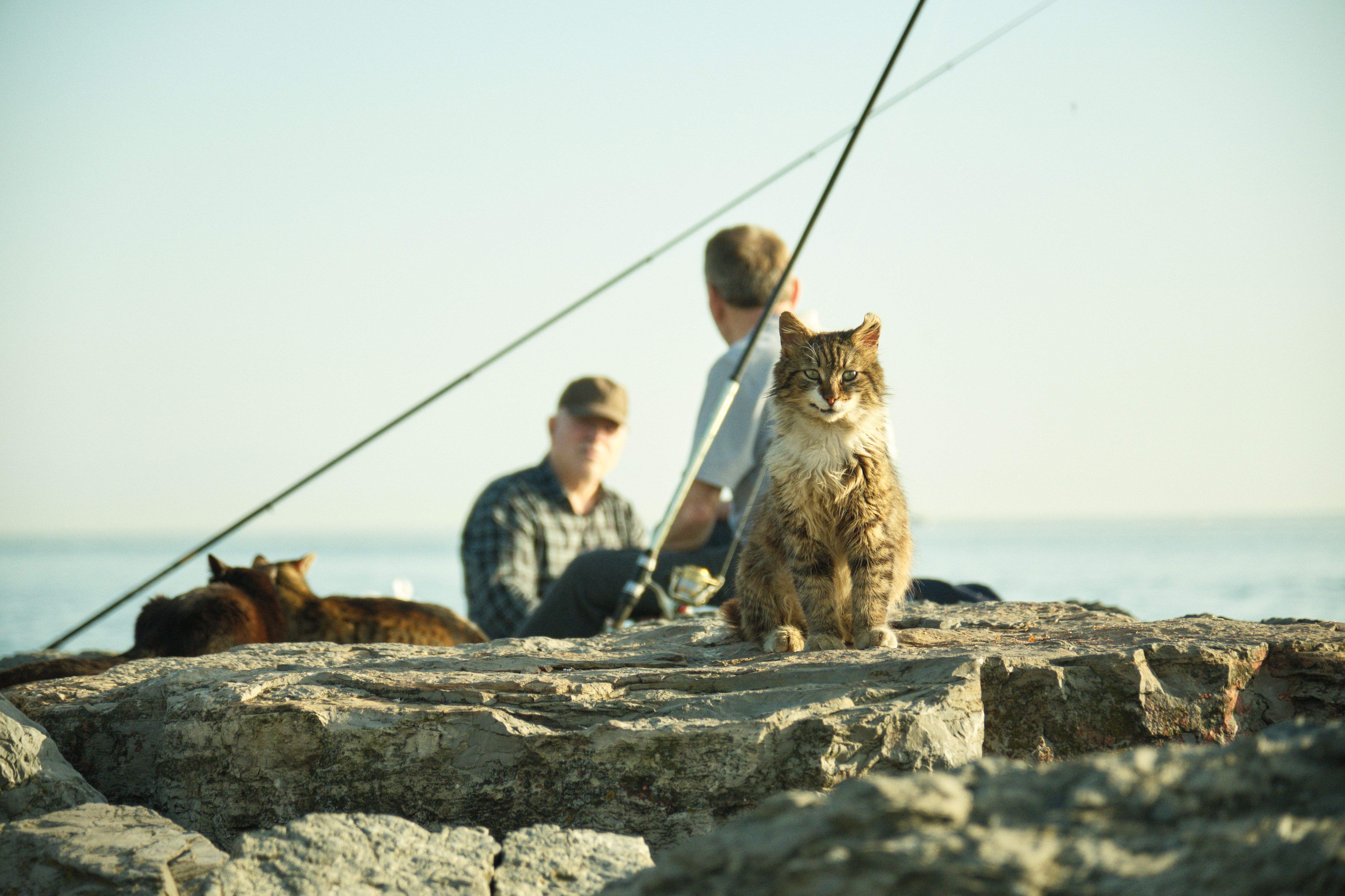 Cat Sitting on Rocks by Fishermen in Kadıköy · Free Stock Photo